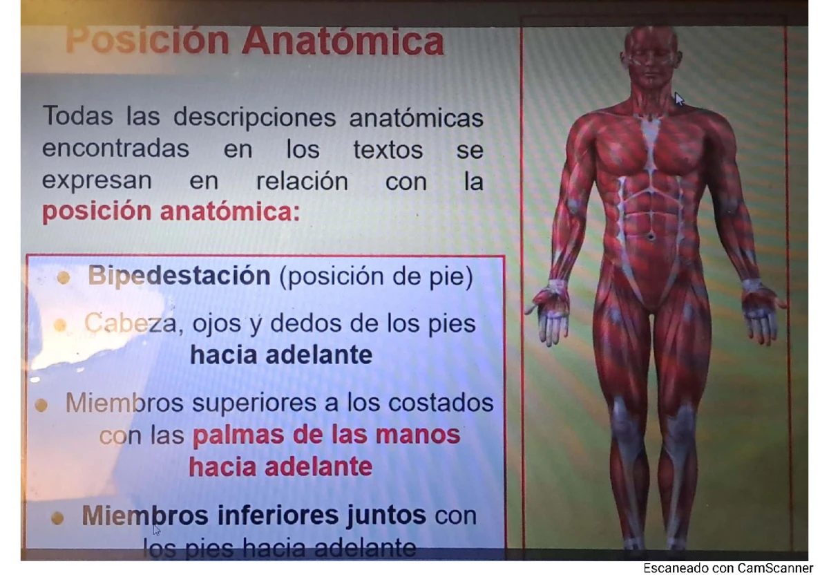 Resumen de la Anatomía de la Región Axilar: Músculos y Plexo Braquial ...