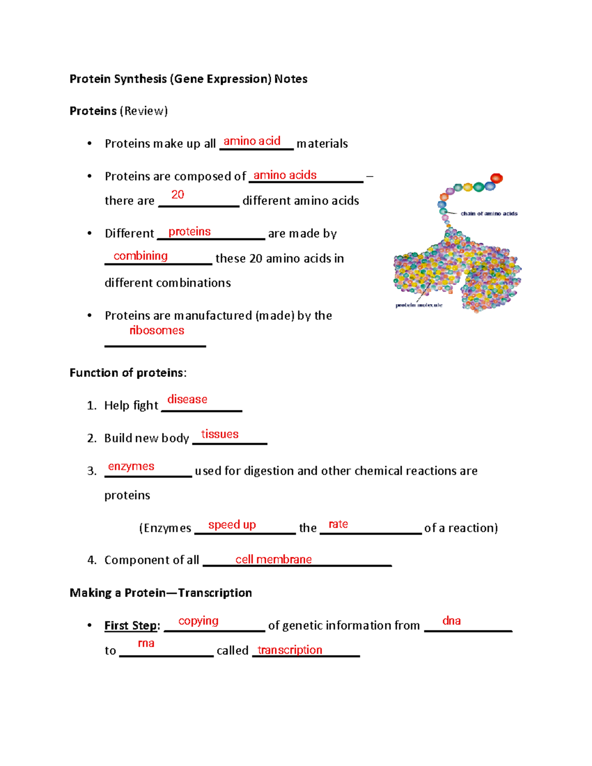 Protein Synthesis (Gene Expression) Notes - 33 - Studocu