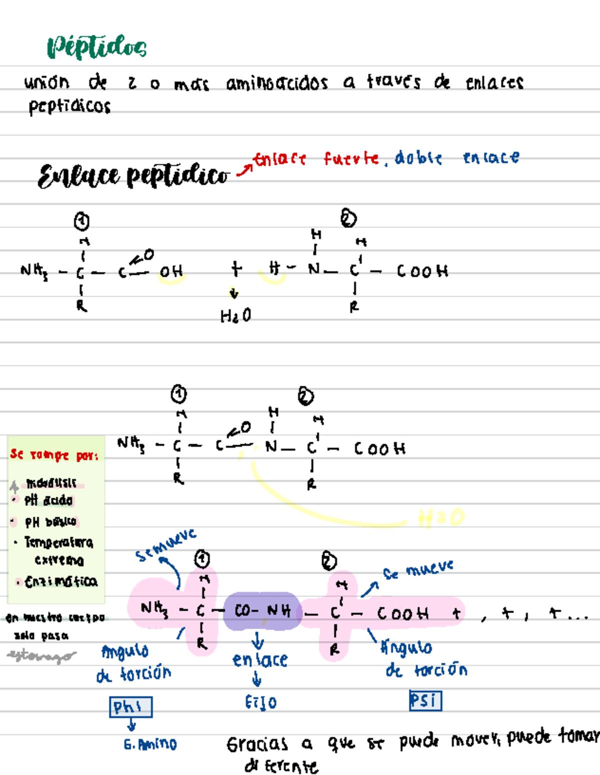 33 - Enlace Peptídico y Peptidos: Nomenclatura y Ruptura - Studocu