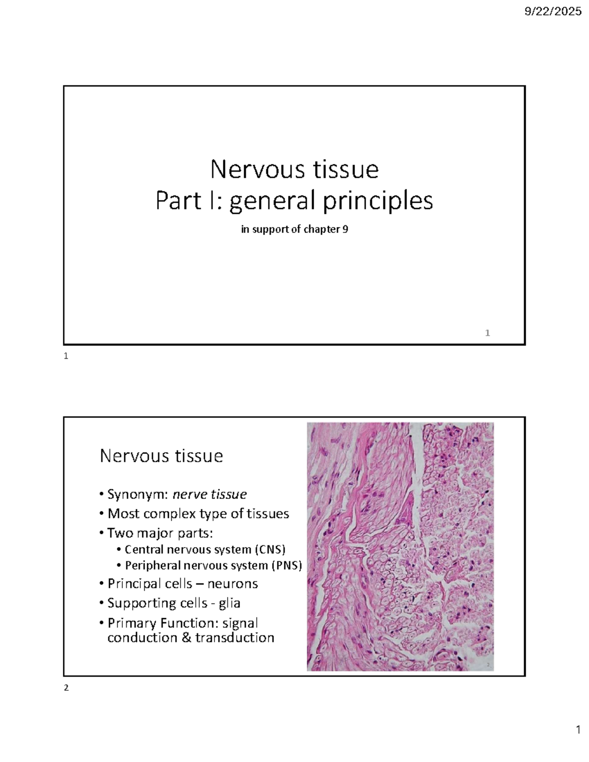 Nervous System I: General Principles & Neuron Classification Overview - Studocu