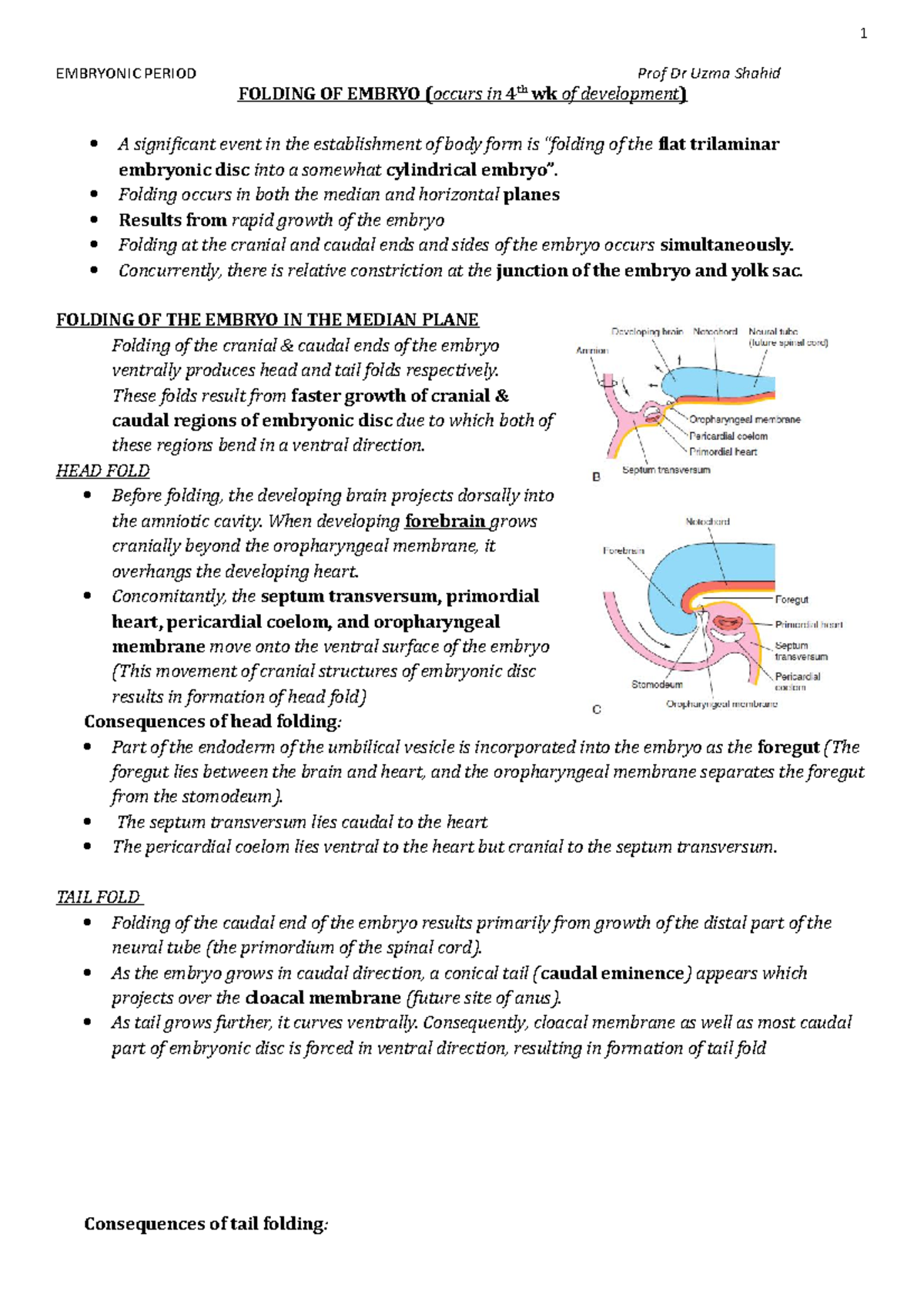 Folding of the Embryo: Key Concepts in Embryonic Development - Studocu