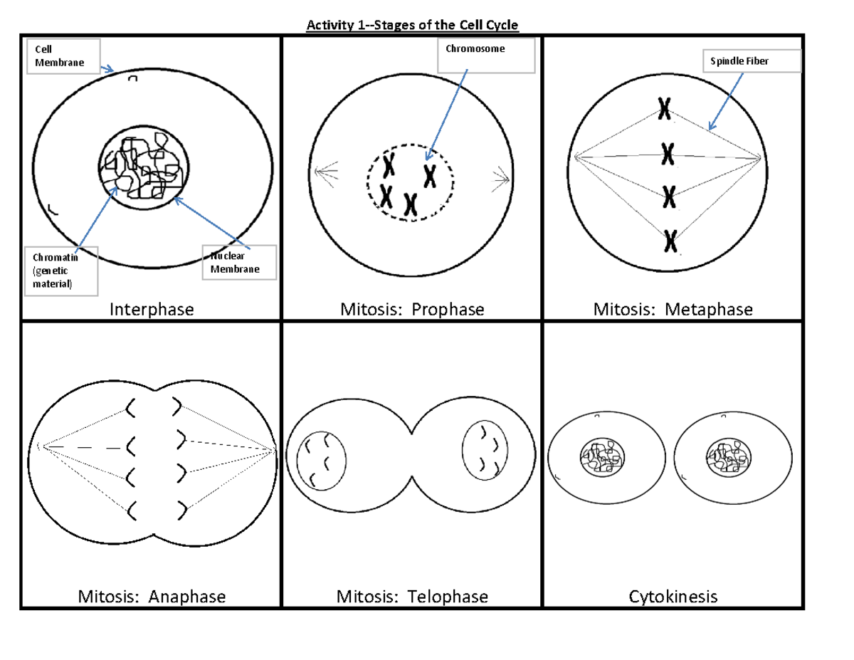 Mitosis Flip Book Example