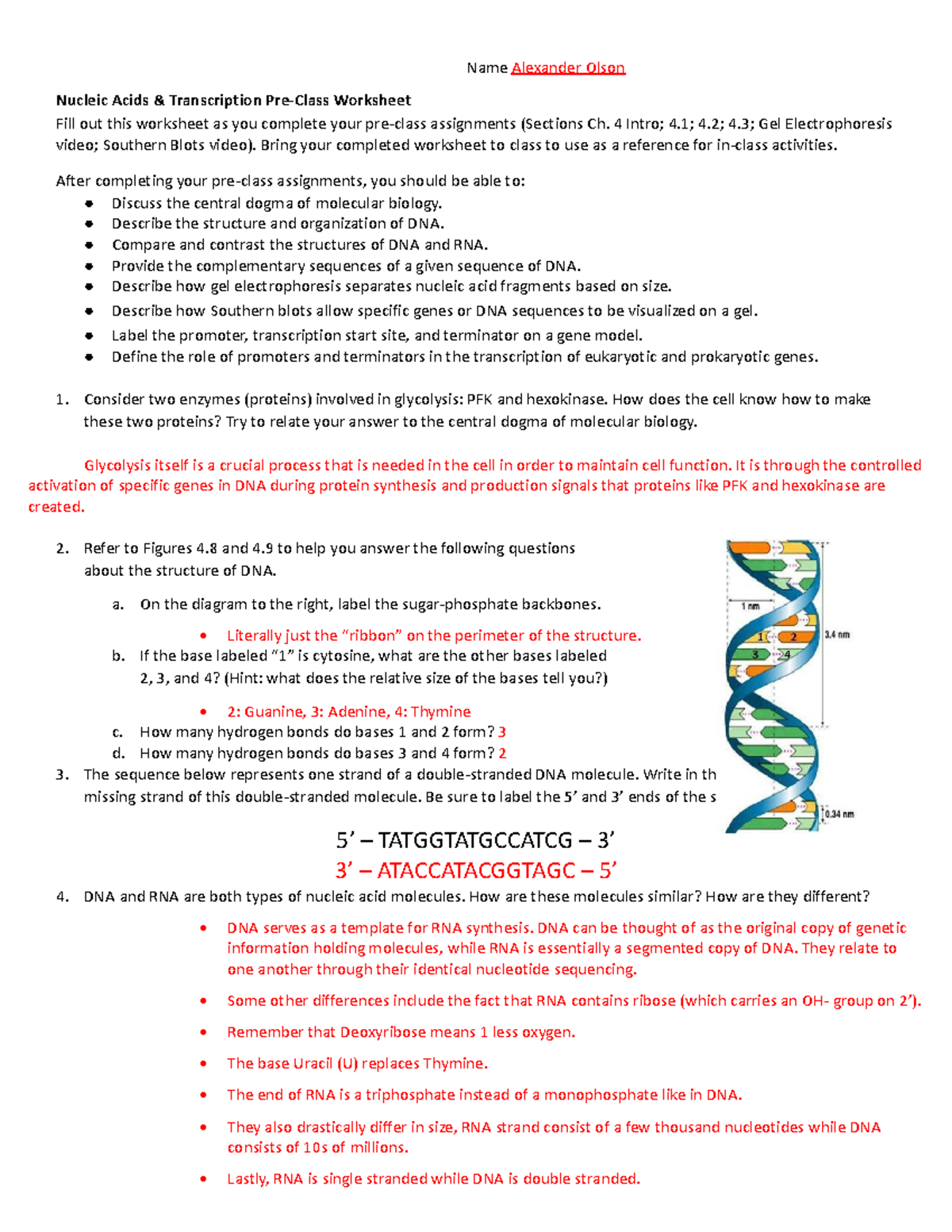 Week 4b Pre-Class Reading Guide: Nucleic Acids & Transcription ...