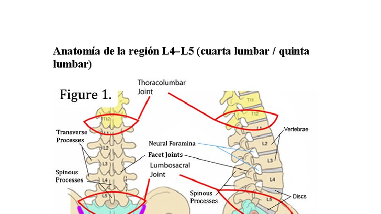Anatomía Quirúrgica de la Región L4-L5: Consideraciones y Abordajes ...