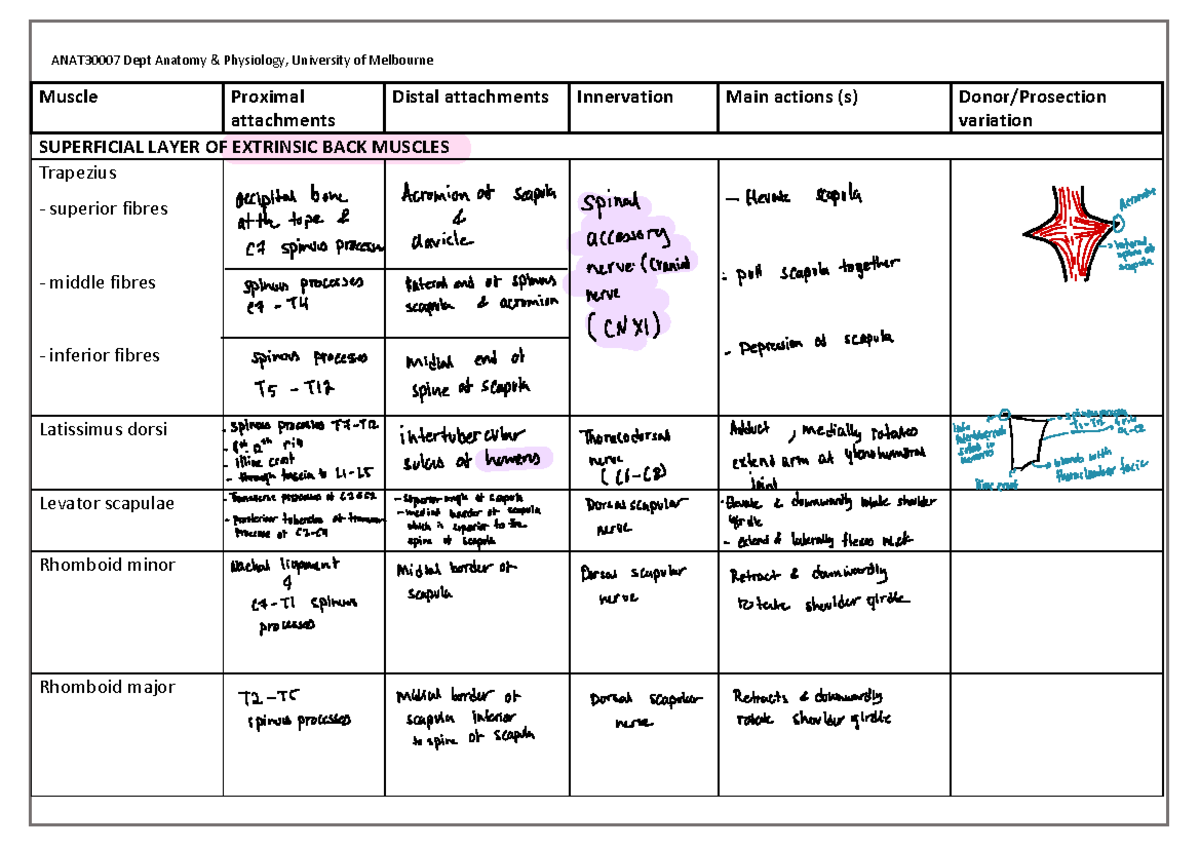 ANAT30007 Anatomy & Physiology: Table of Back & Upper Limb Muscle ...