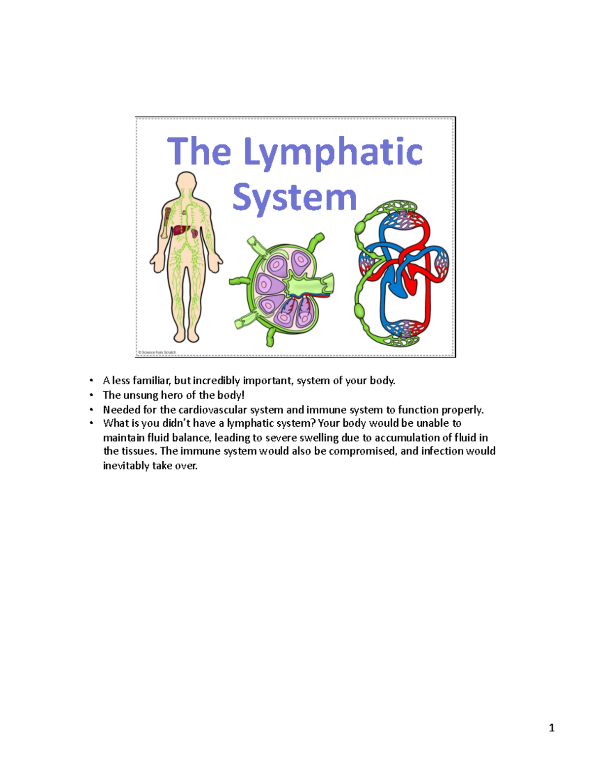Lymphatic System Overview with Functions and Disorders (BIO101) - • A ...