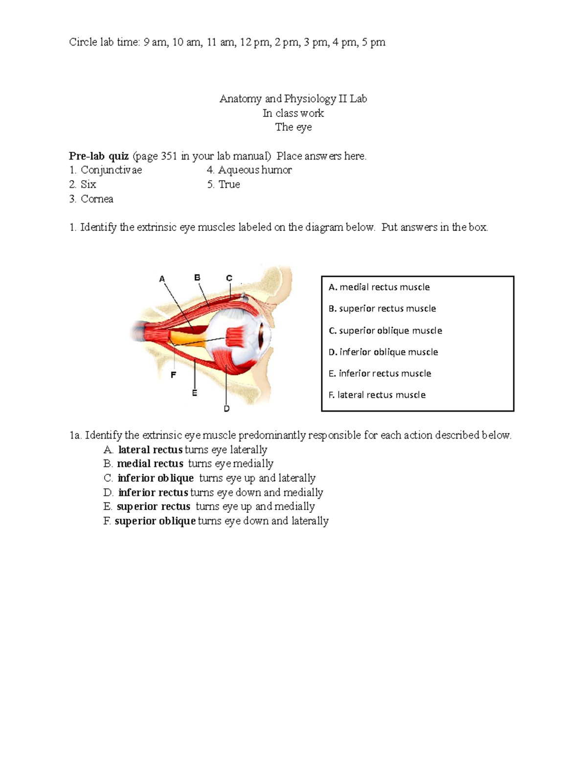 A&P II Lab: Eye Anatomy Overview and Pre-Lab Quiz Notes - Studocu