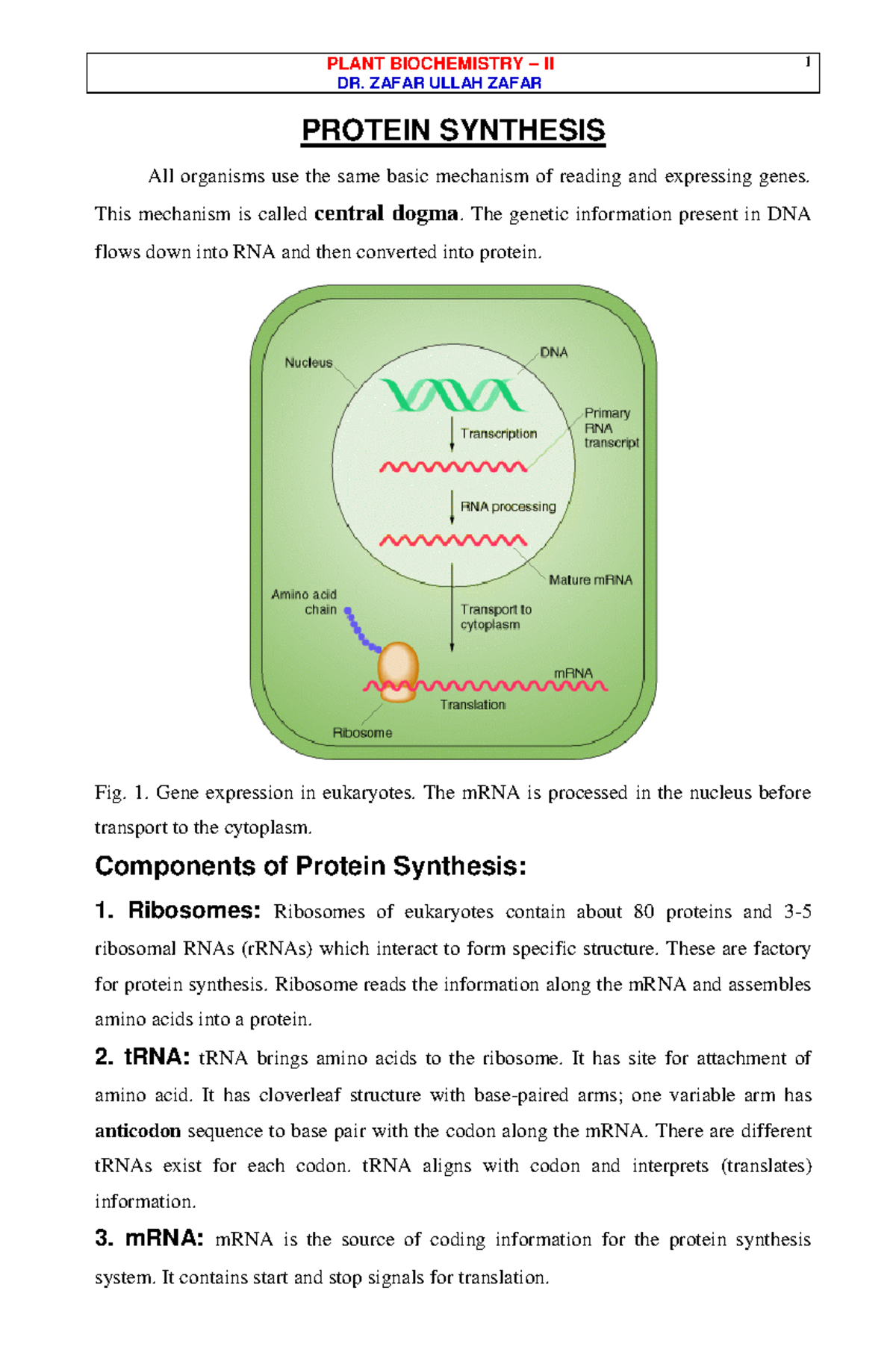 Protein Synthesis Overview - PLANT BIOCHEMISTRY II Final Exam Notes ...