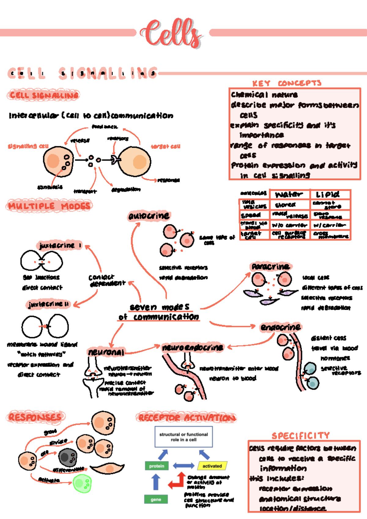 ANAT241 - Lecture Notes on Cell Communication Concepts & Diagrams - Studocu