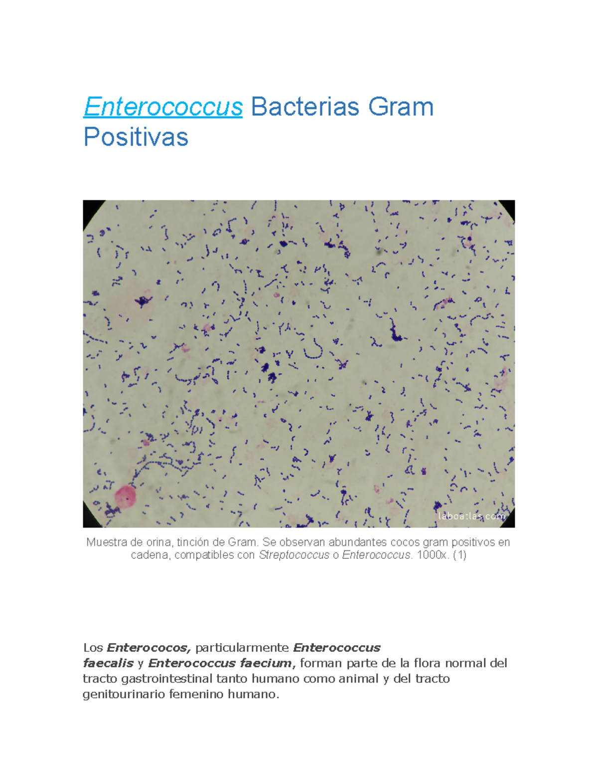Notas sobre Enterococcus: Características y Diagnóstico Clínico - Studocu