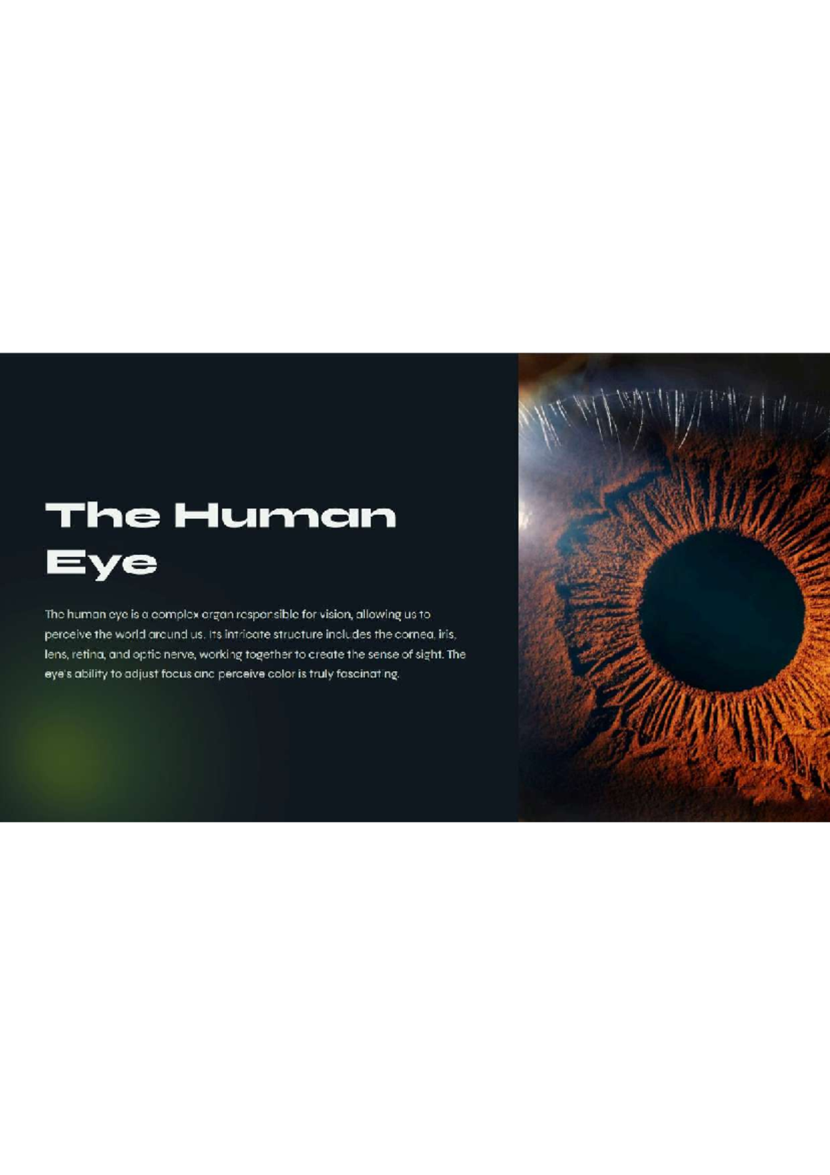 Human Eye Presentation Notes & Insights - Studocu