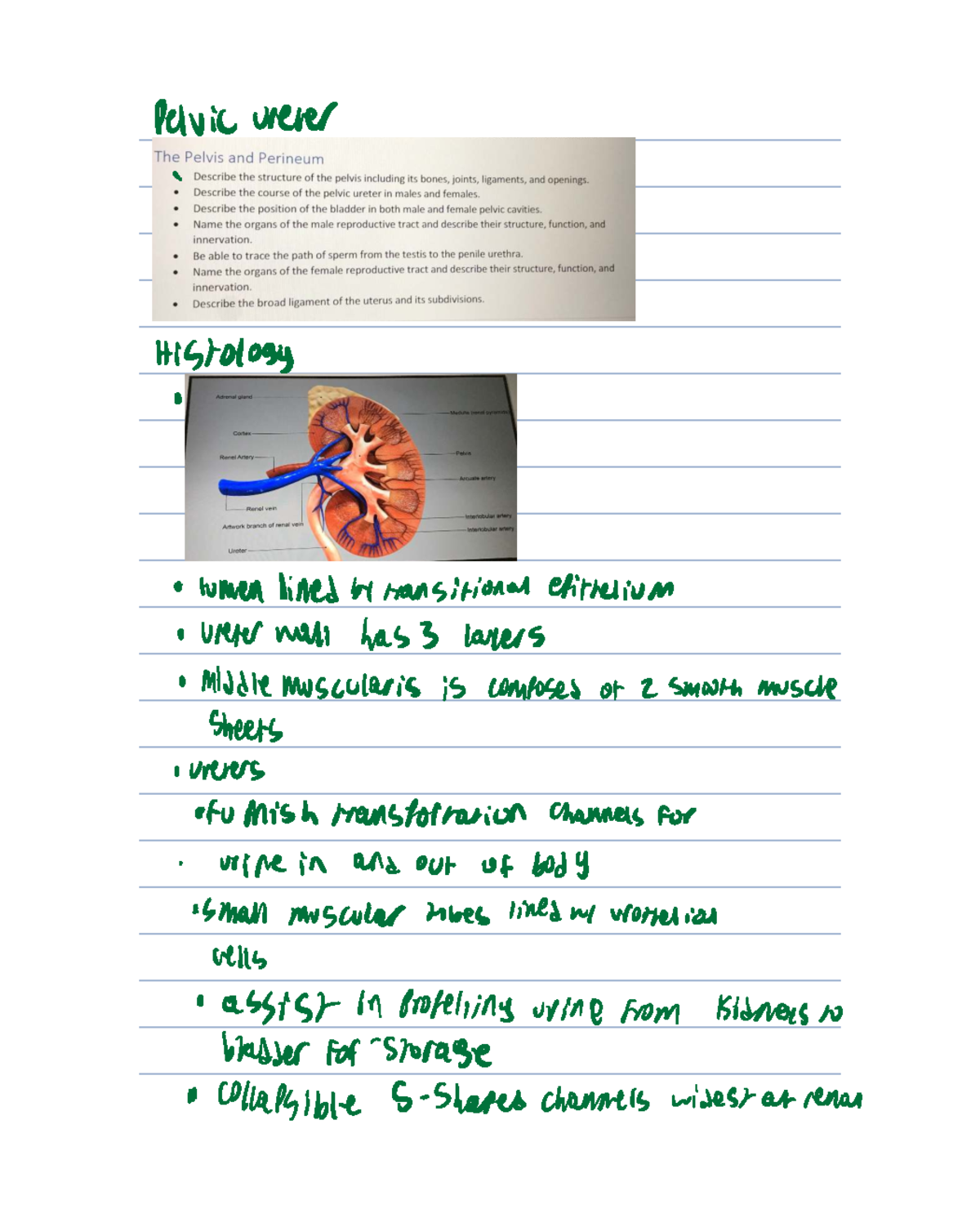 Ureter Anatomy and Histology Overview - BIO 101 Study Notes - Studocu