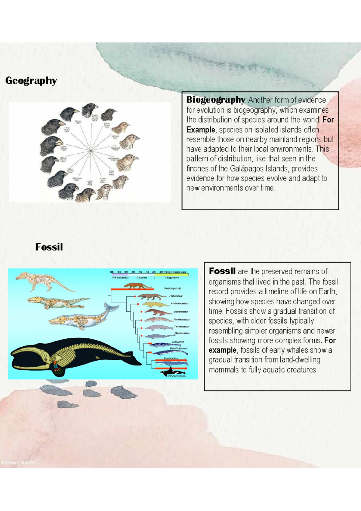 Evolution - Geography Biogeography Another form of evidence for ...