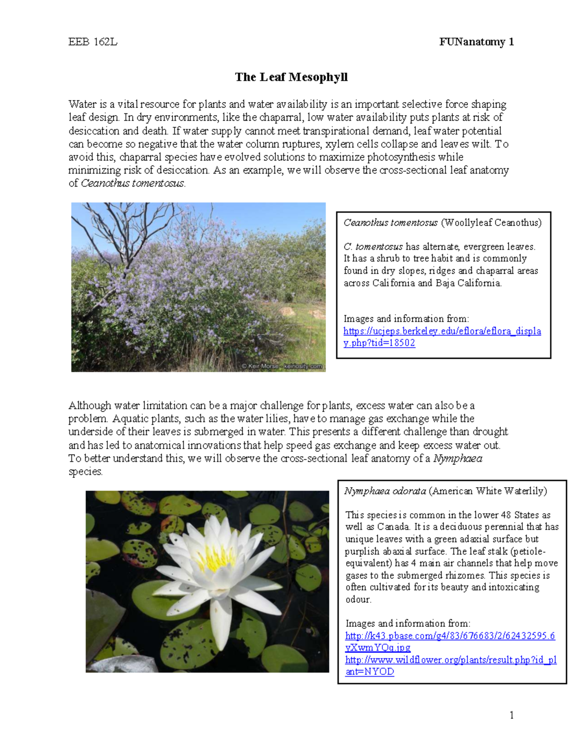 EEB 162L FUNanatomy 1 - Leaf Anatomy of C. tomentosus & Nymphaea - Studocu