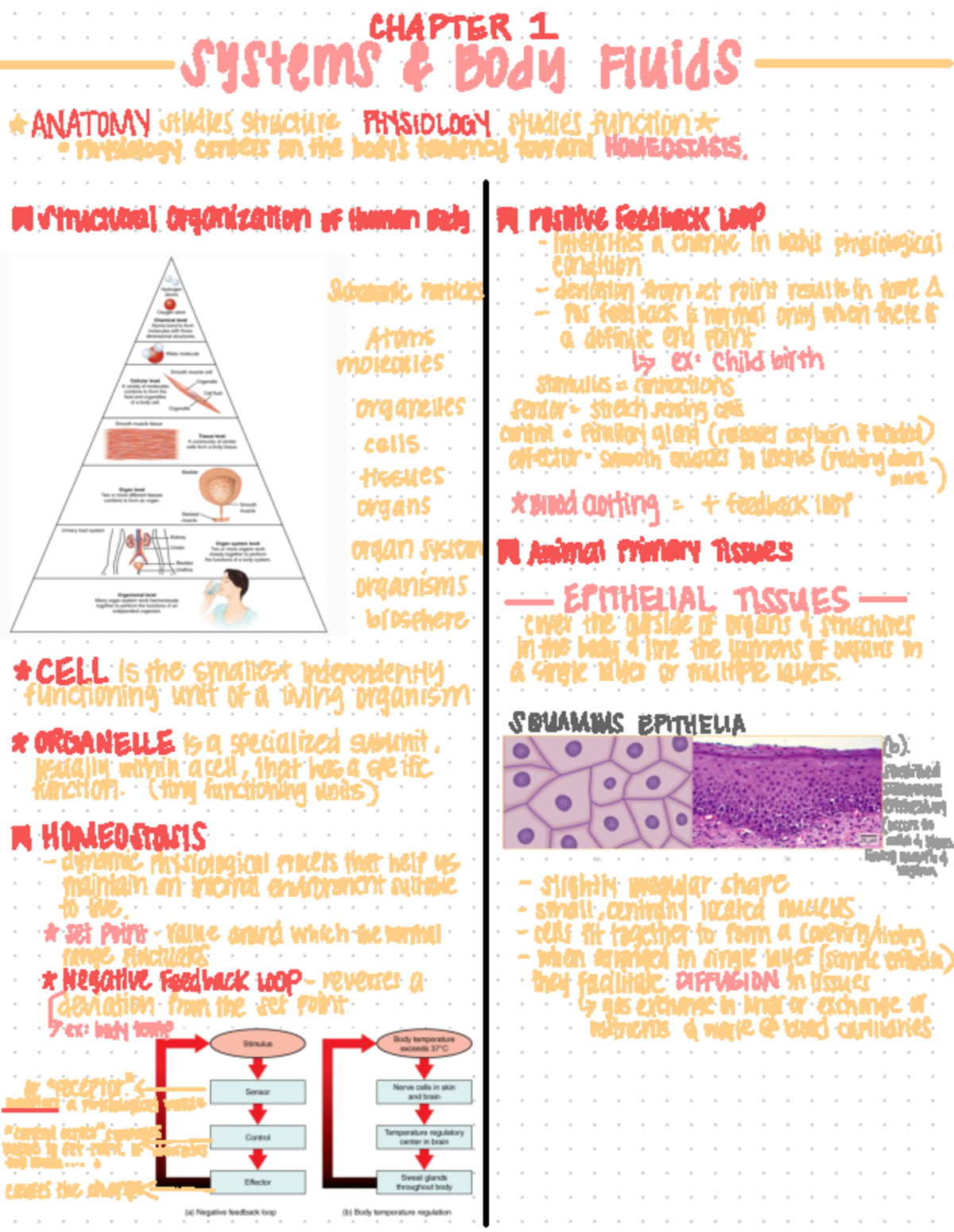 Human Physiology Ch 1 Systems And Body Fluids - CHAPTER 7- systems ...