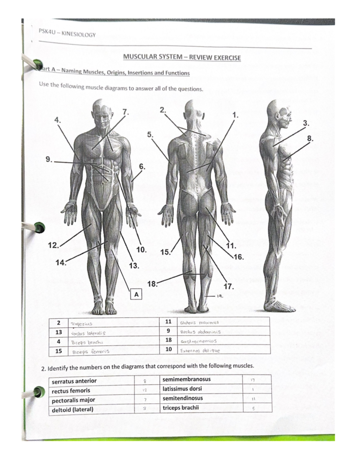 PSK4U - Kinesiology - assignment on cardiovascular system and ...