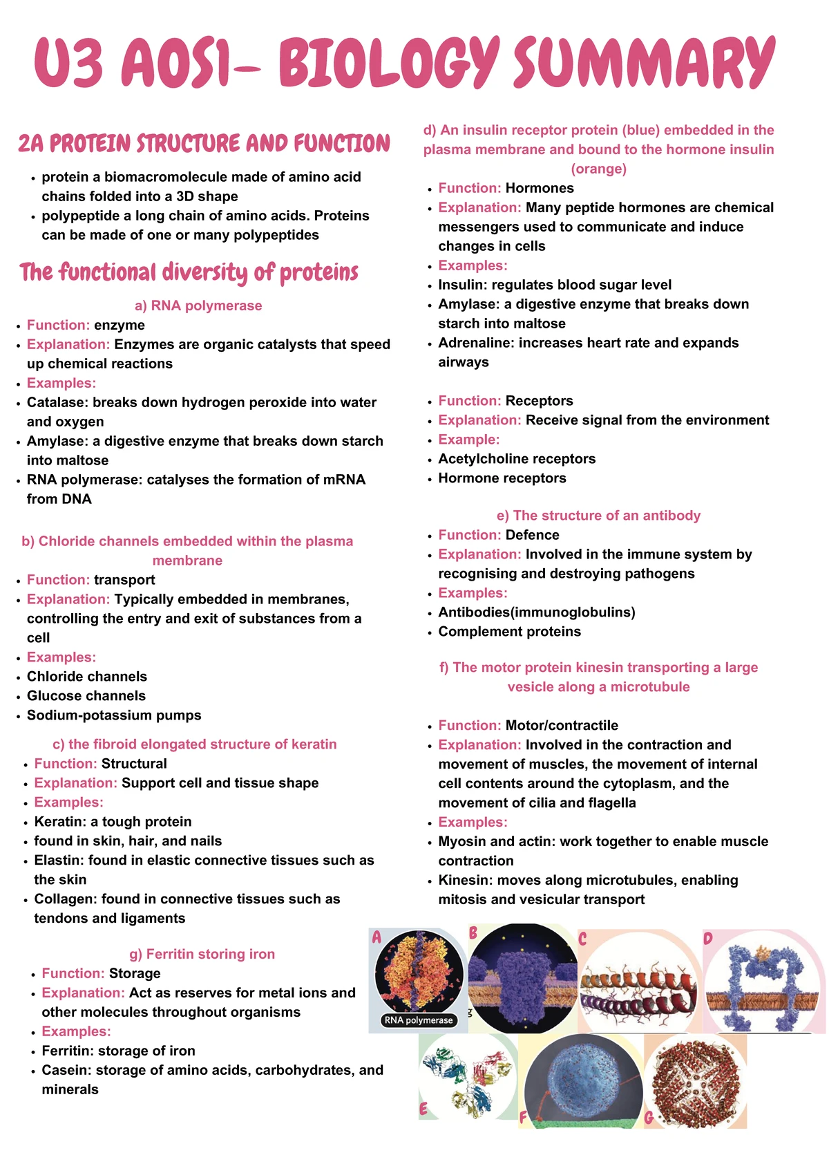2024 VCE Biology (NHT) External Assessment Report Summary - Studocu