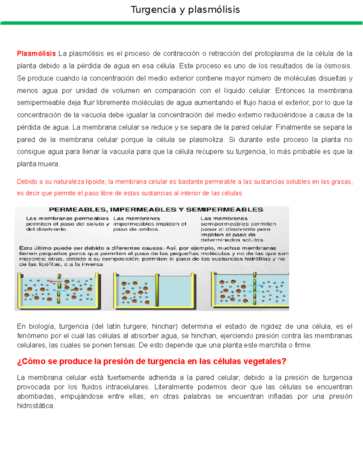 Plasmólisis y Turgencia: Procesos Osmóticos en Células Vegetales - Studocu