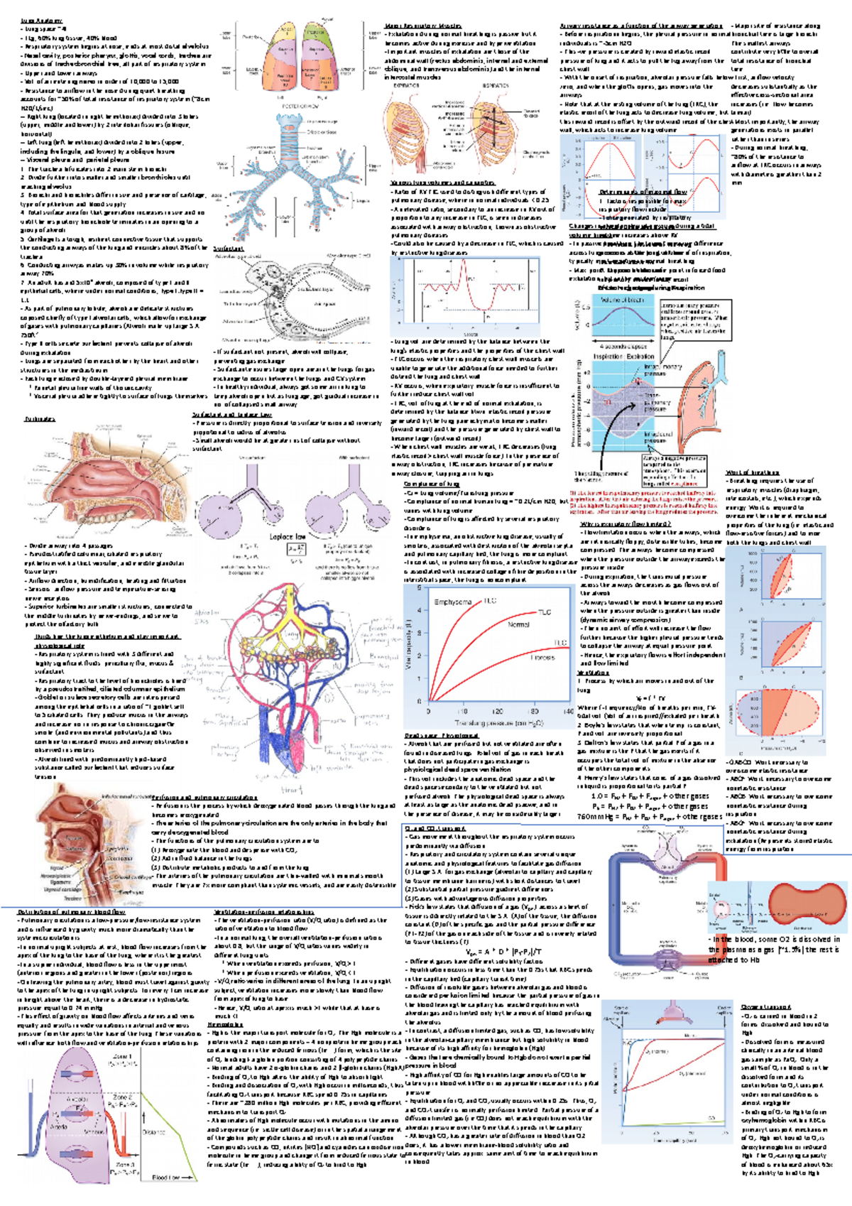 Cheatsheet - Respiration and Gastrointestinal - Lung Anatomy Major ...