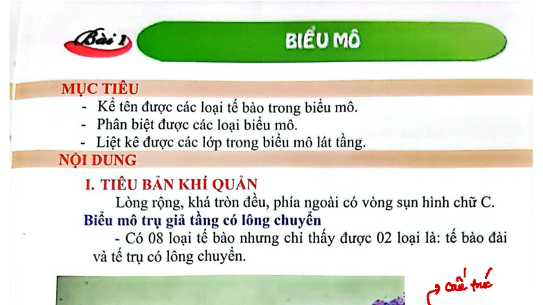 TH Mô Phối Aaaaaa - TH Mô Phối (TNGNABI) - Studocu