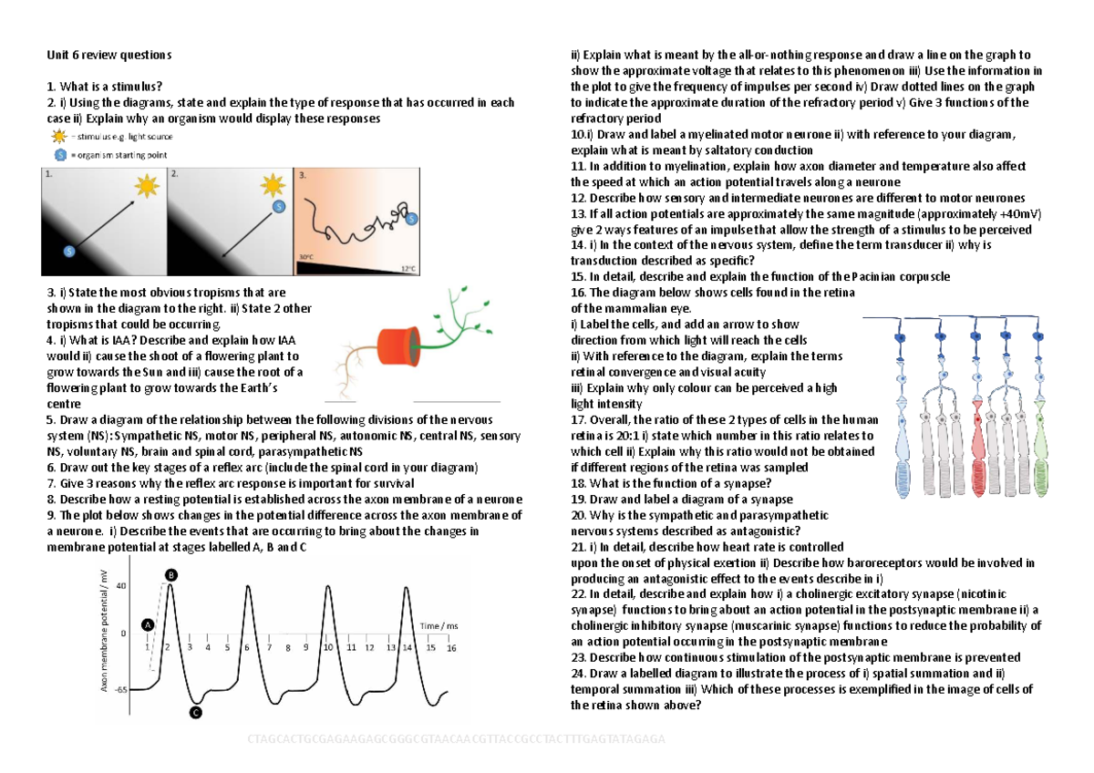 Unit 6 Review Questions: Nervous System and Muscle Physiology - Studocu