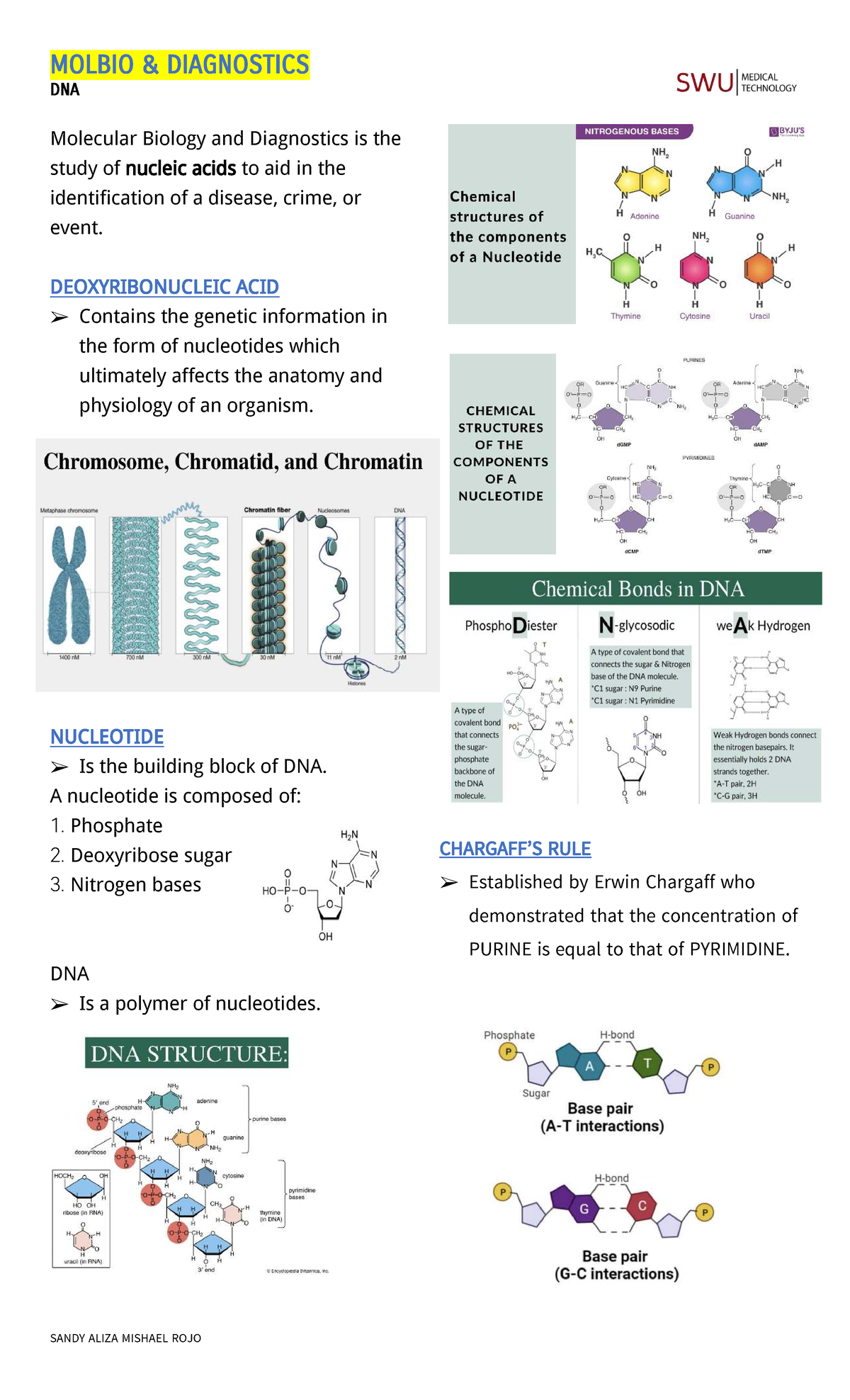 MOLBIO DIAGNOSTICS: DNA Structure and Replication Overview - Studocu
