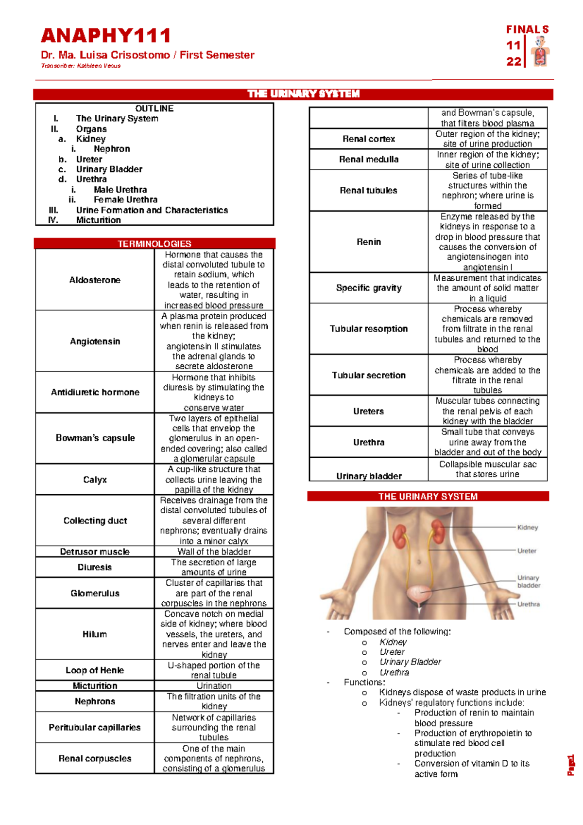 Final Exam Notes: Urinary System (Course Code: 1.12) - Studocu
