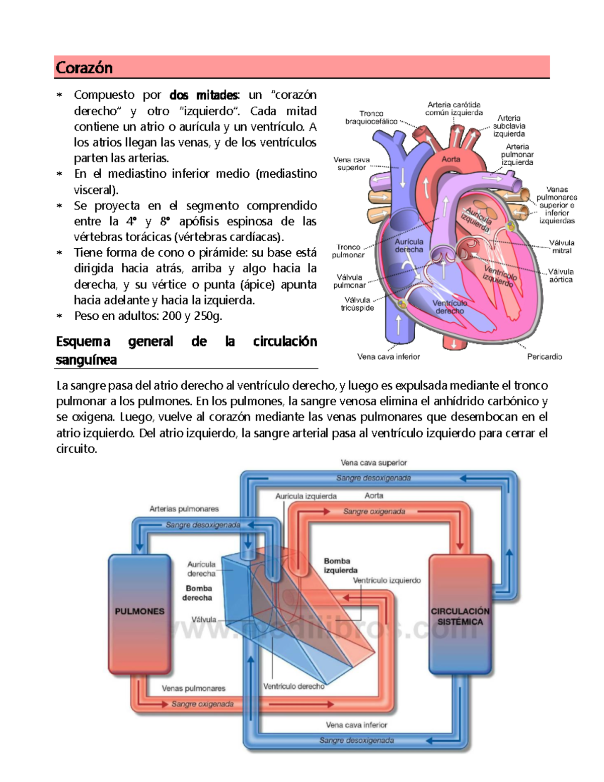 Corazón y Pericardio: Resumen de Anatomía Clínica - ANAT 101 - Studocu