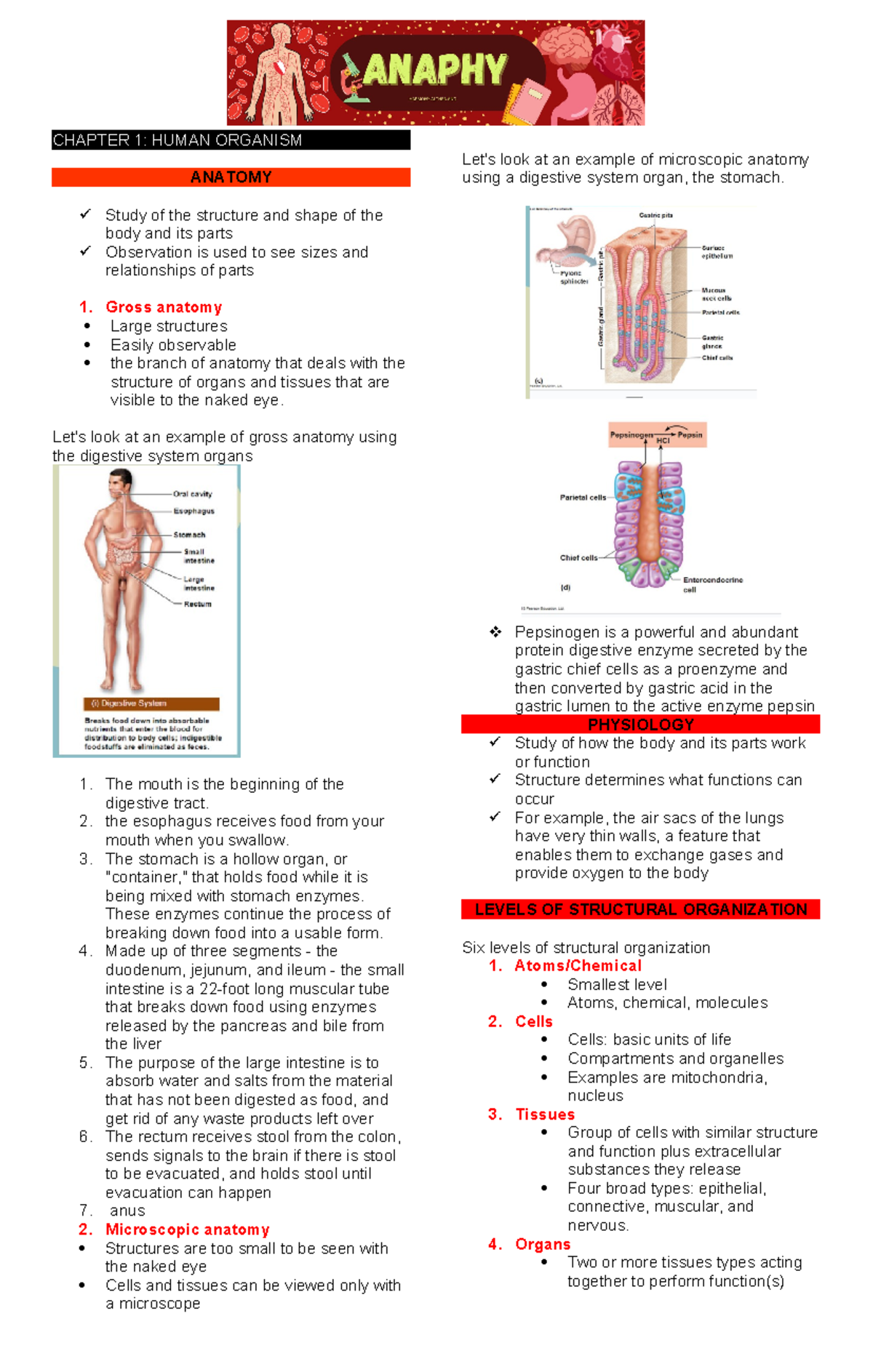 Anatomy and Physiology Notes - ANAPY 101: Chapter 1 Insights - Studocu
