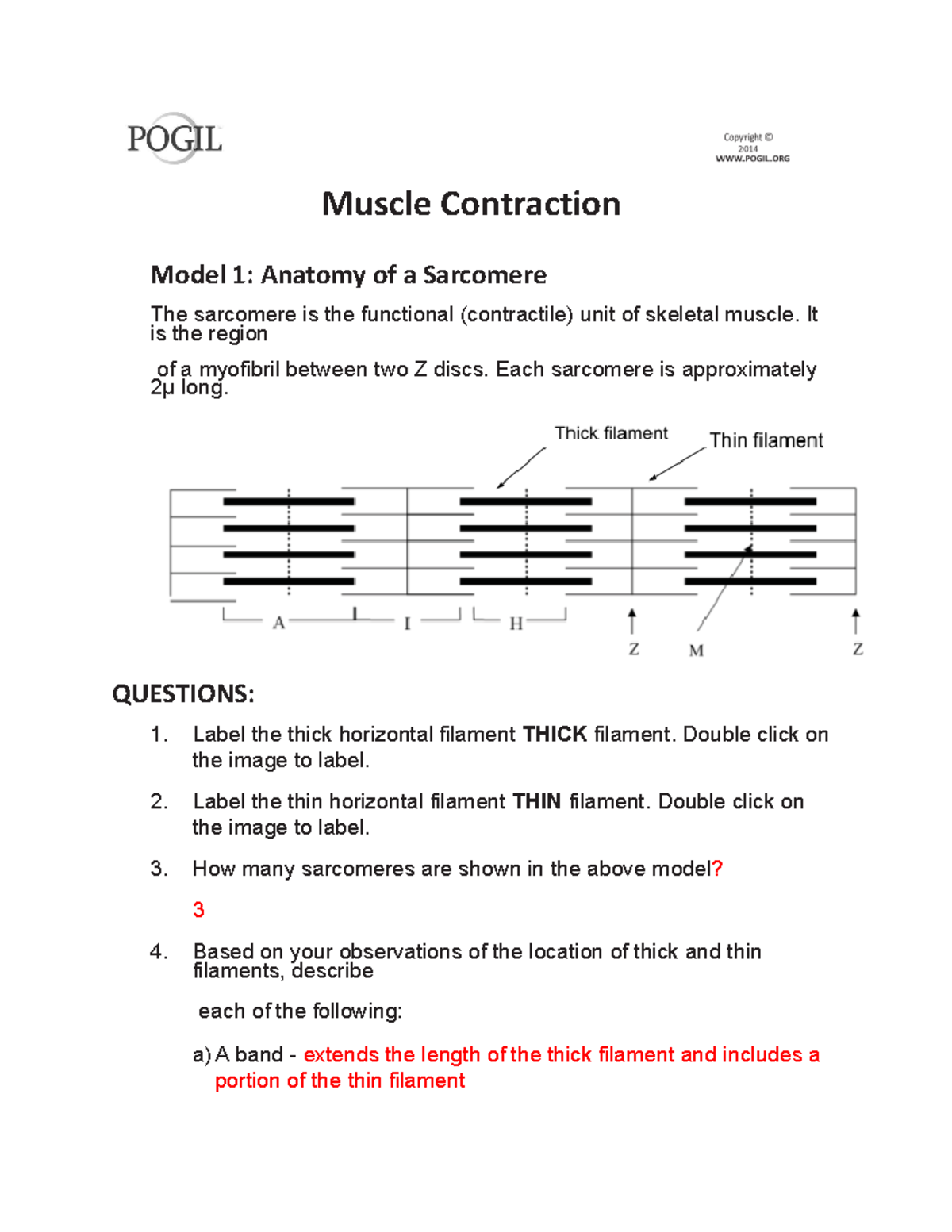 Pogil Muscle Contraction: Understanding Sarcomere Mechanics and ...