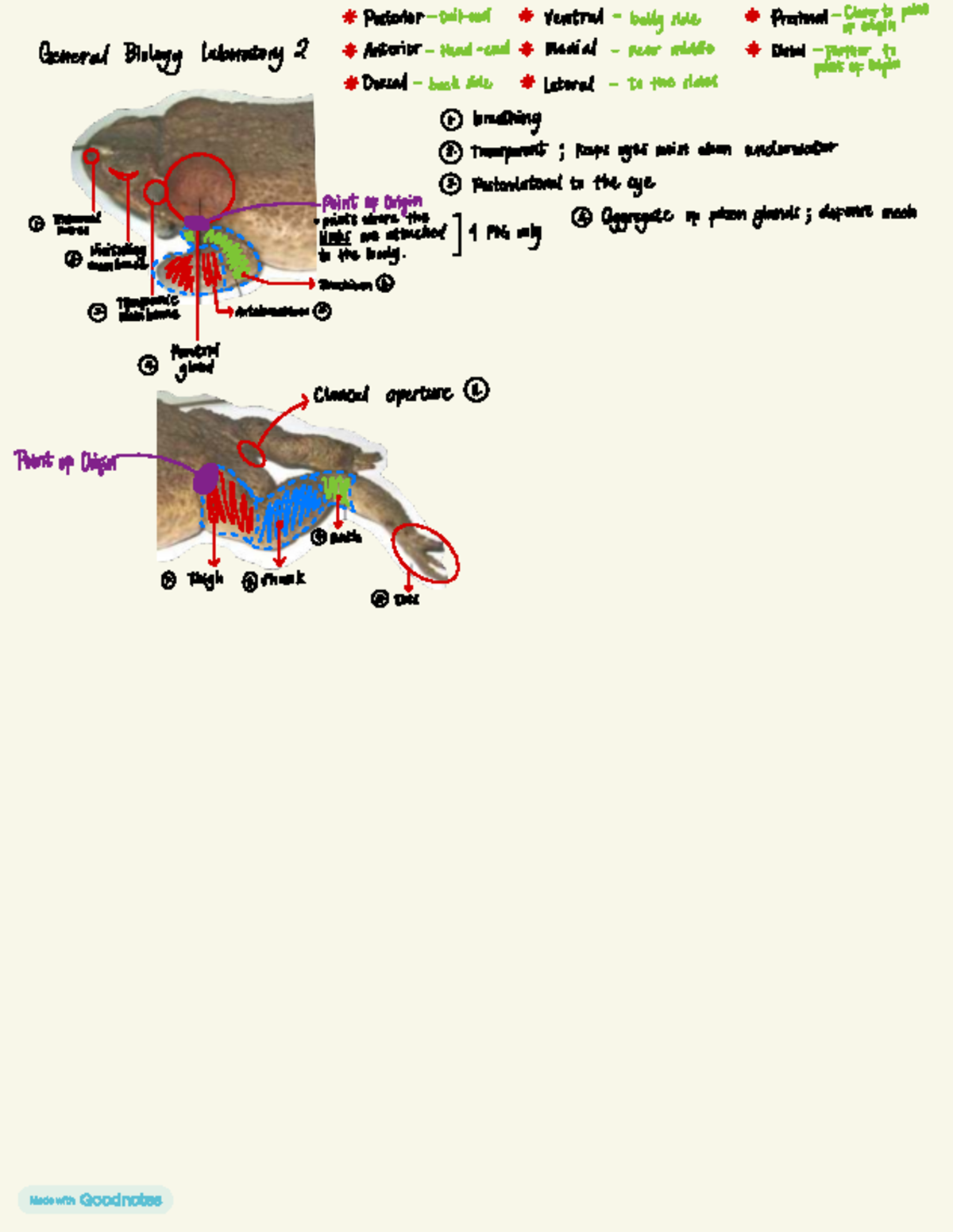 General Biology Lab: Anatomy and Physiology Overview - Studocu
