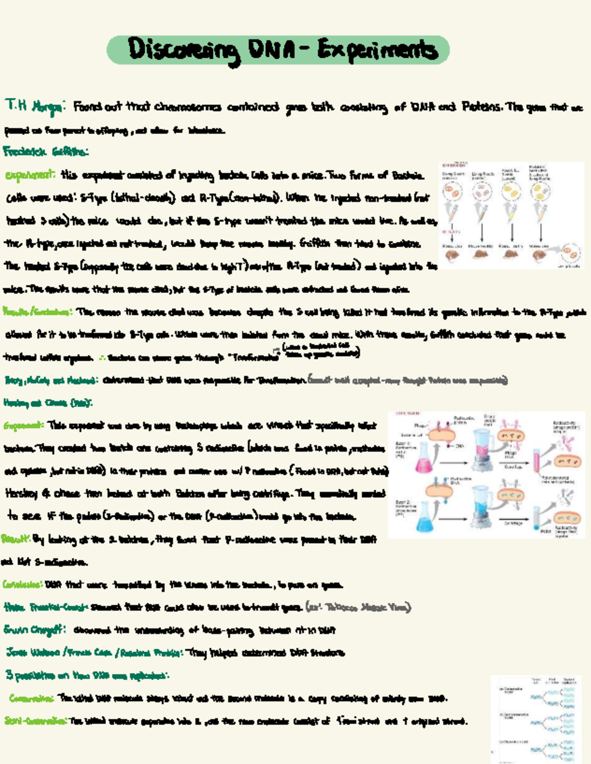 T.H. Morgan & DNA: Key Experiments in Genetics (BIO 101) - Studocu