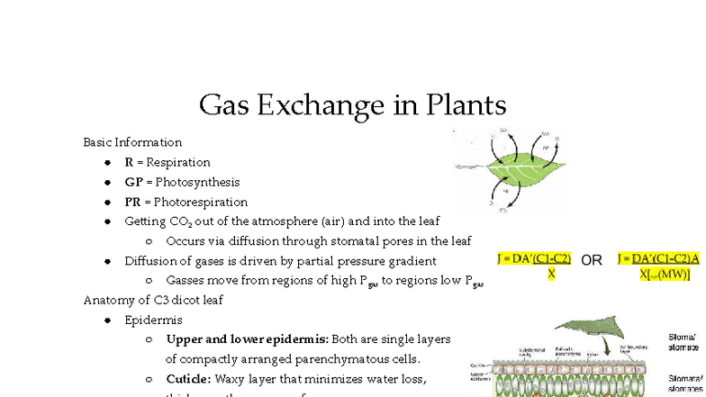 Biology 2601 M2 - Gas Exchange in C3 Plants and Adaptations - Studocu