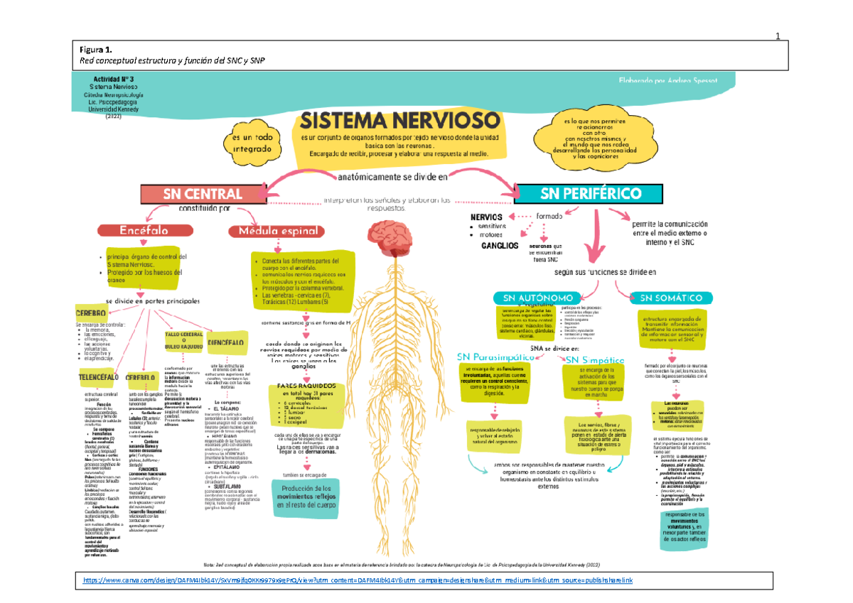 Sistema Nervioso y Neuropsicología: Estructura y Función del SNC y SNP ...
