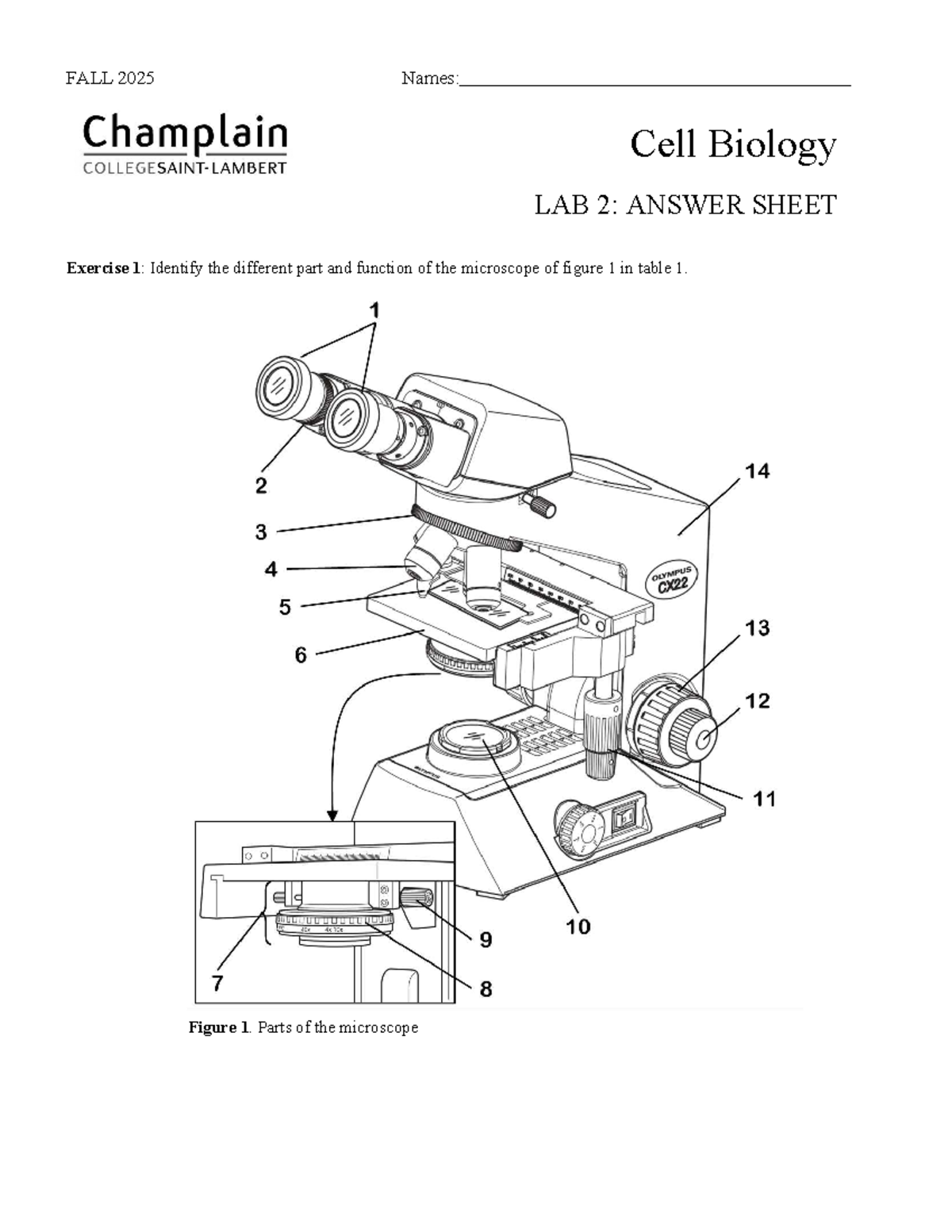 FALL 2025 Cell Biology LAB 2: Microscopy Answer Sheet - Studocu