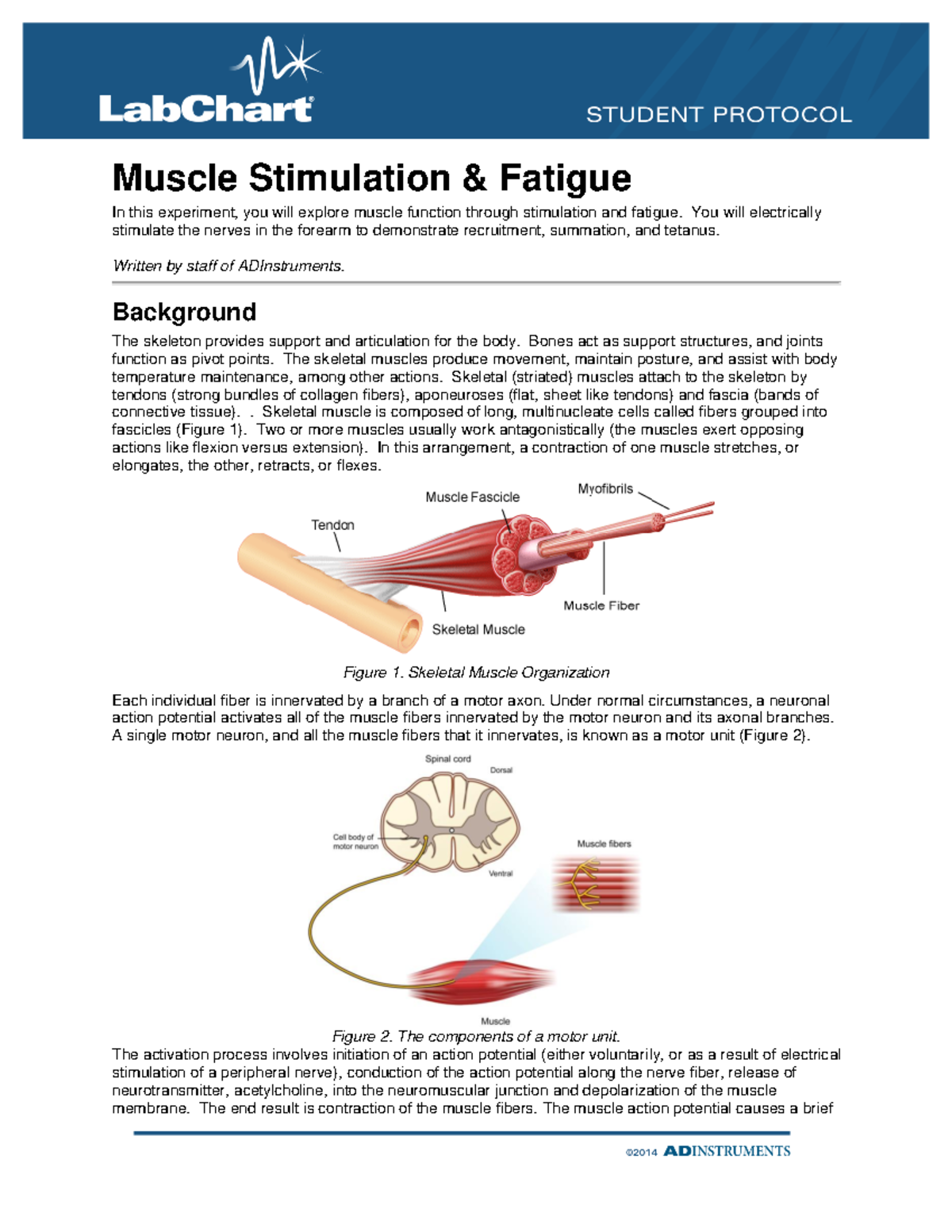 Muscle Stimulation and Fatigue Lab (BIO 201: Final Exam) - Studocu