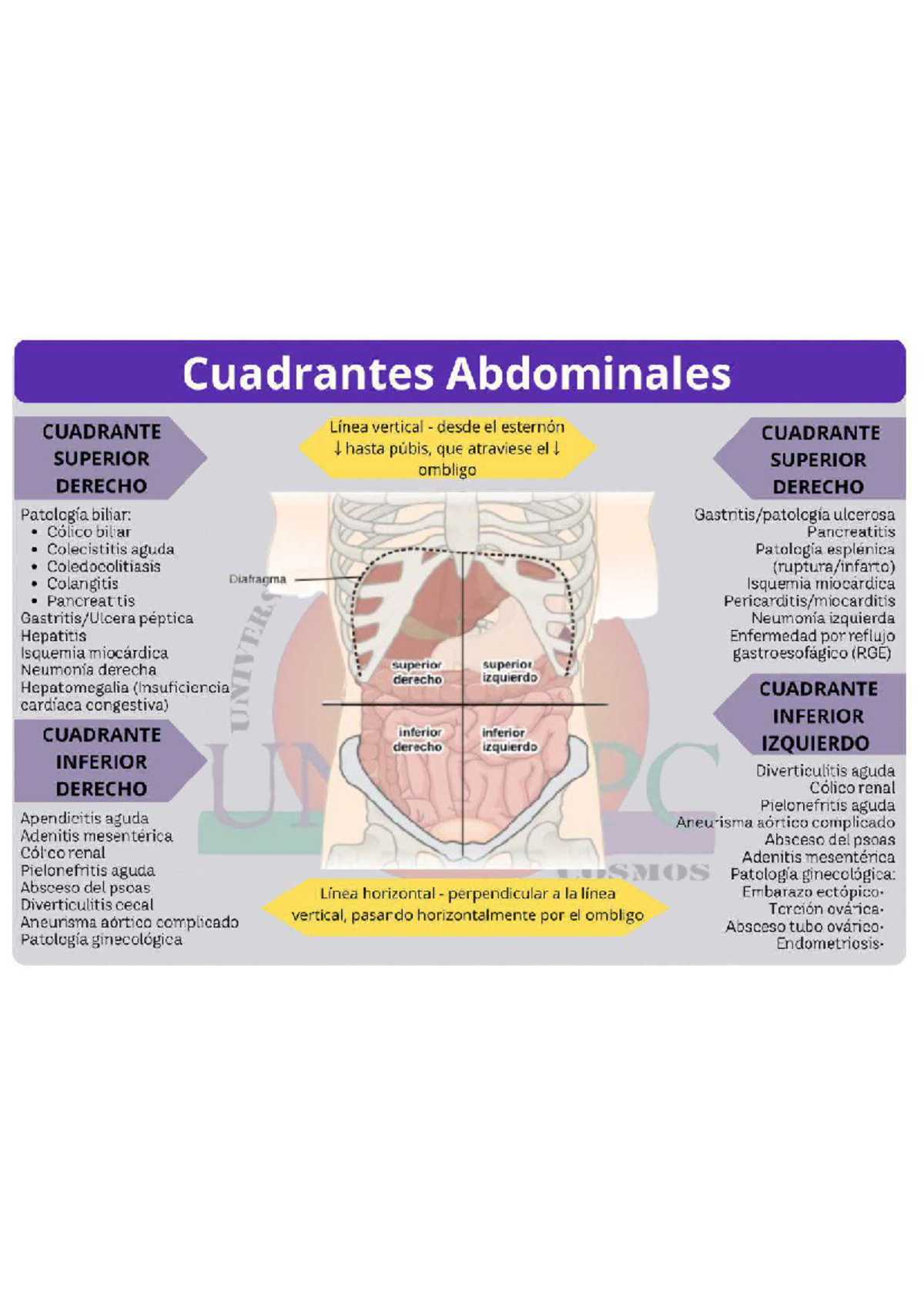 Cuadrantes y Regiones Abdominales: Patologías y Diagnósticos - Studocu