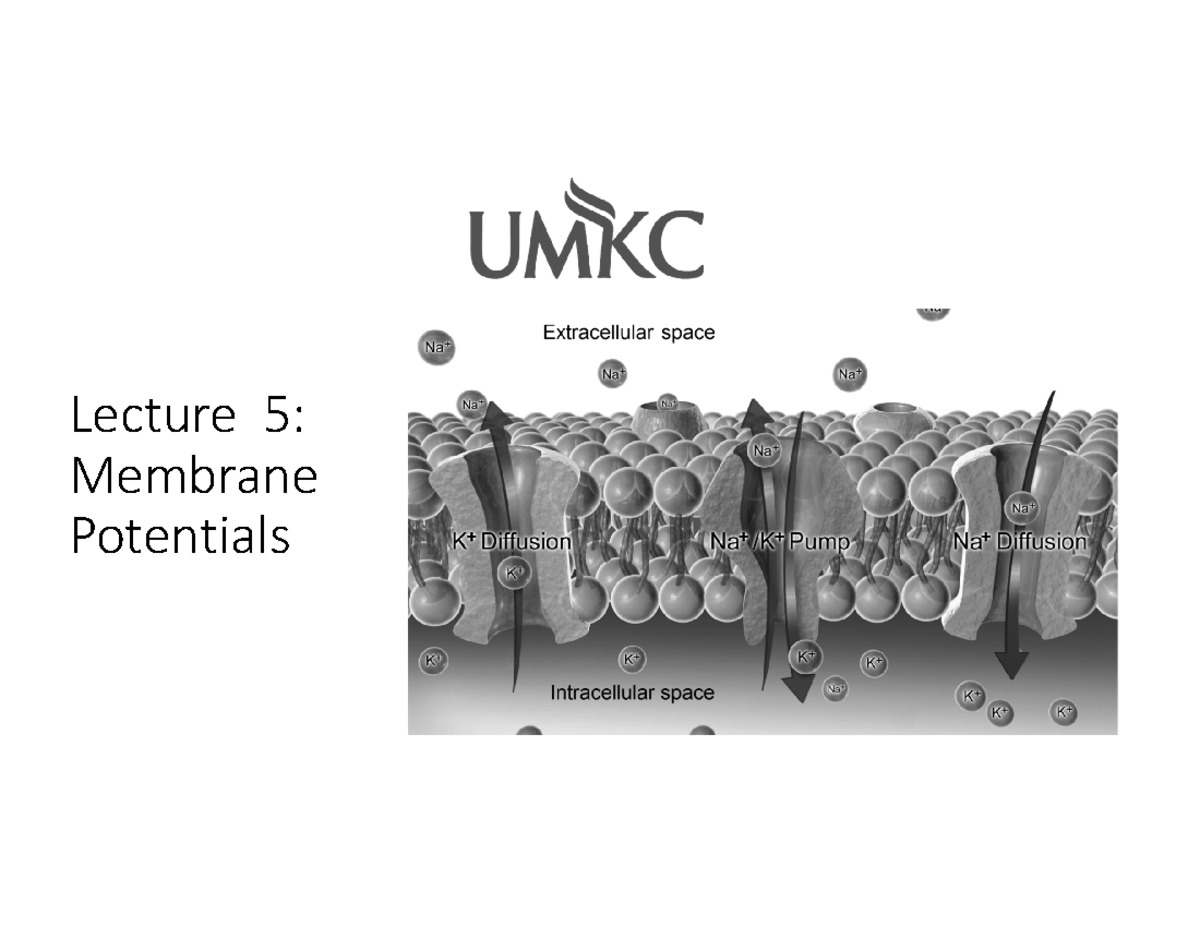 Membrane Potentials & Action Potential Dynamics (BIO 316) Lecture Notes ...