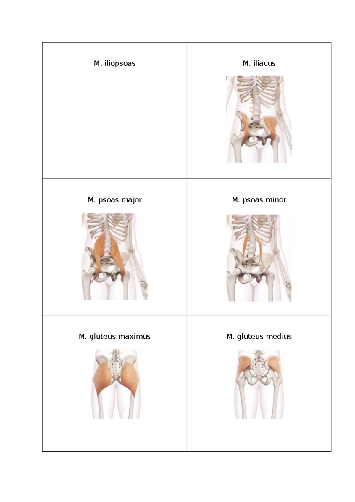 Spieren van bekken en bovenbeen - M. iliopsoas M. iliacus M. psoas ...