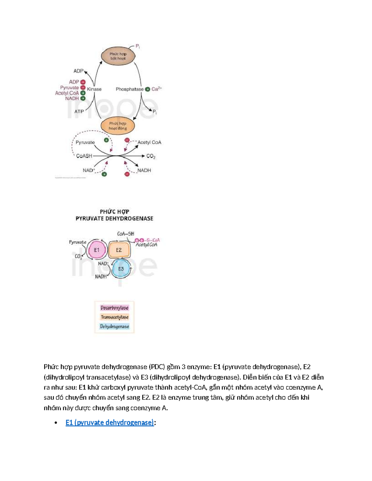Phức hợp Pyruvate Dehydrogenase (PDC): Cấu Trúc và Cơ Chế Hoạt Động ...