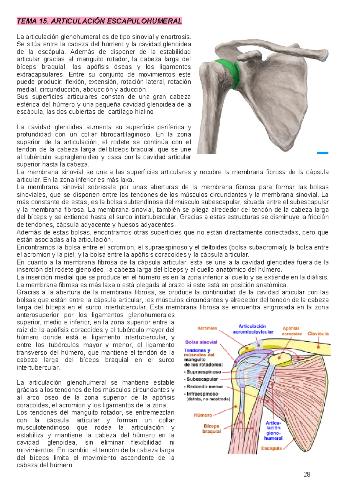 Anatomía humana I - Articulacion escapulohumeral - TEMA 15 ...