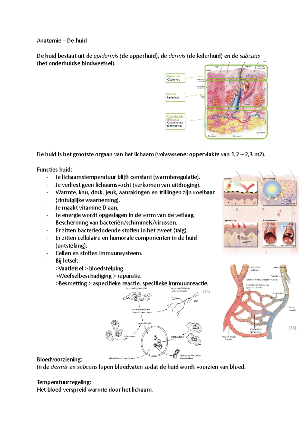 Anatomie van de Huid: Structuur en Functies - College Notities ...