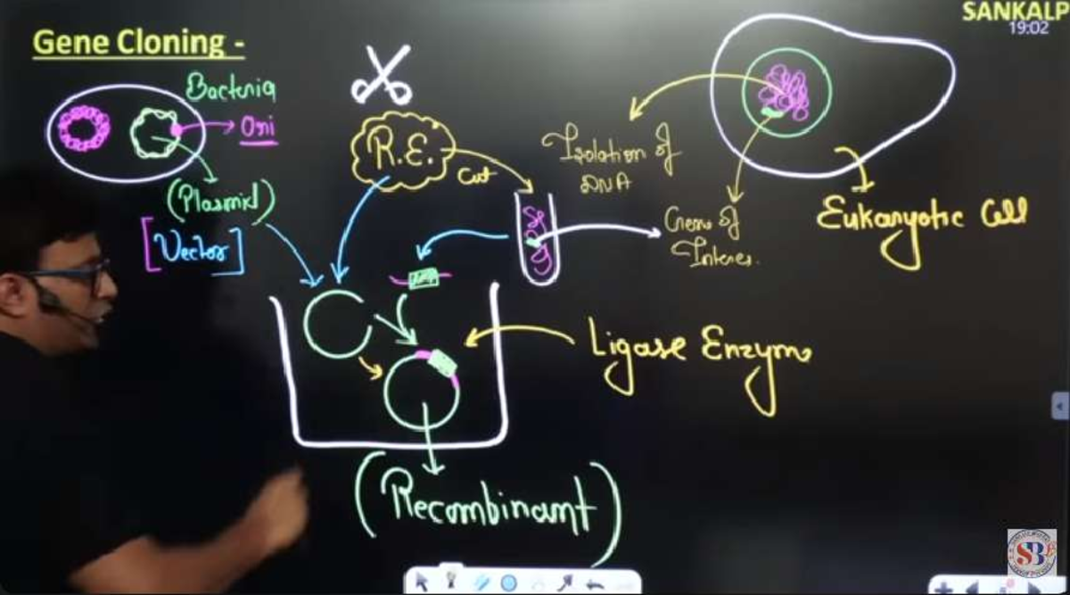 Biotechnology NCERT Notes: Cloning & Recombinant DNA Techniques - Studocu