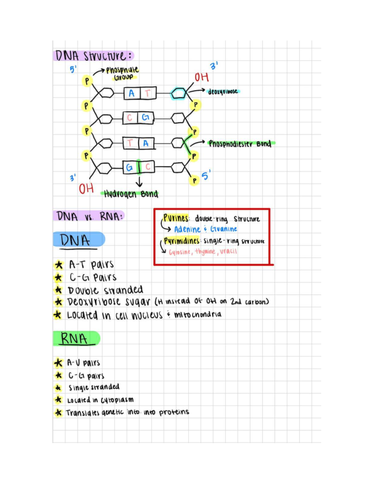 BIO1081 Lecture Notes: DNA Structure & RNA Comparison - Studocu