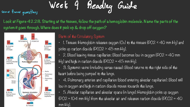 BISC101 Midterm 2 Notes: Hemoglobin Pathway in Circulatory System - Studocu