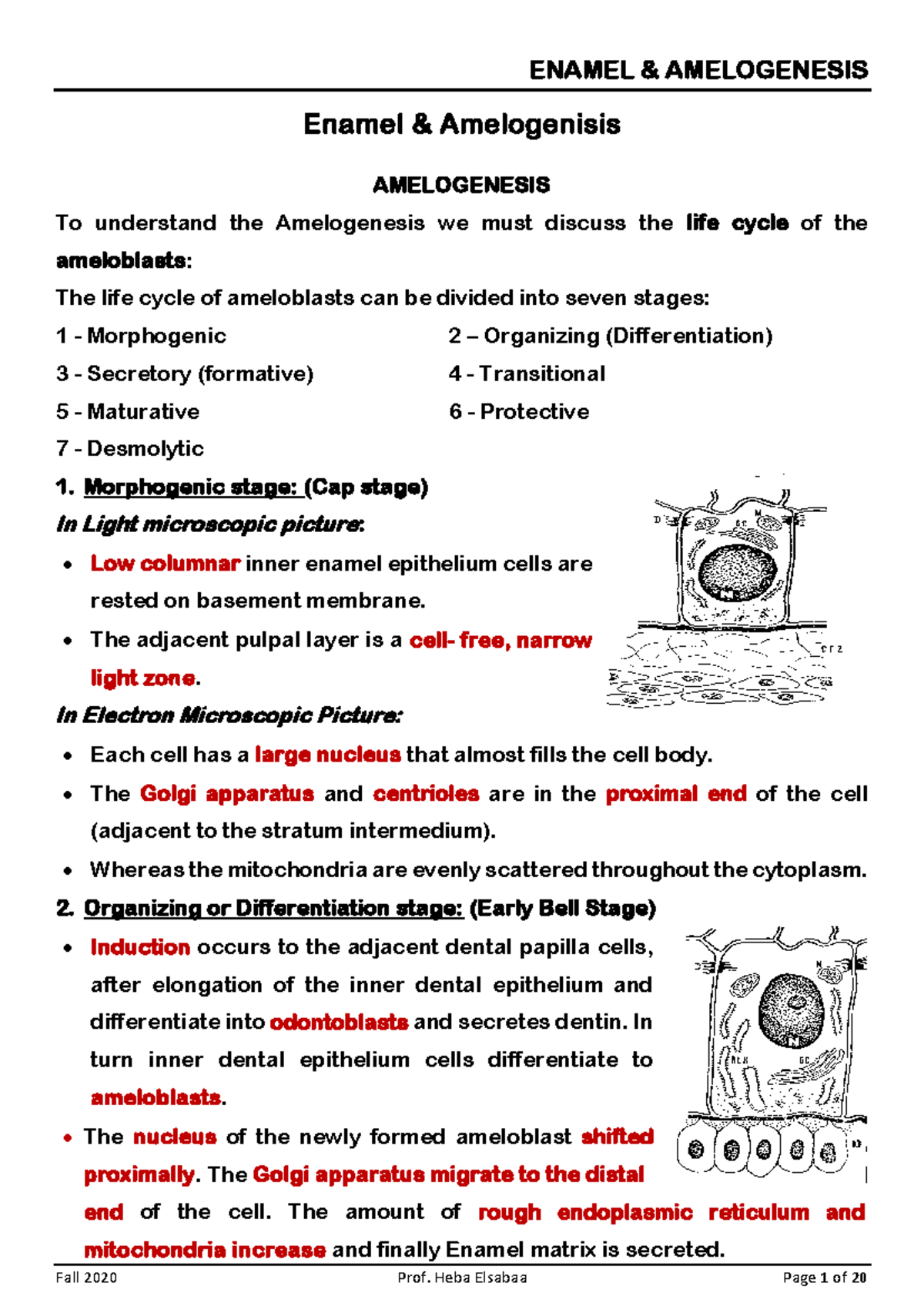 Enamel Structure and Amelogenesis in Oral Biology (OBC 101) - Studocu