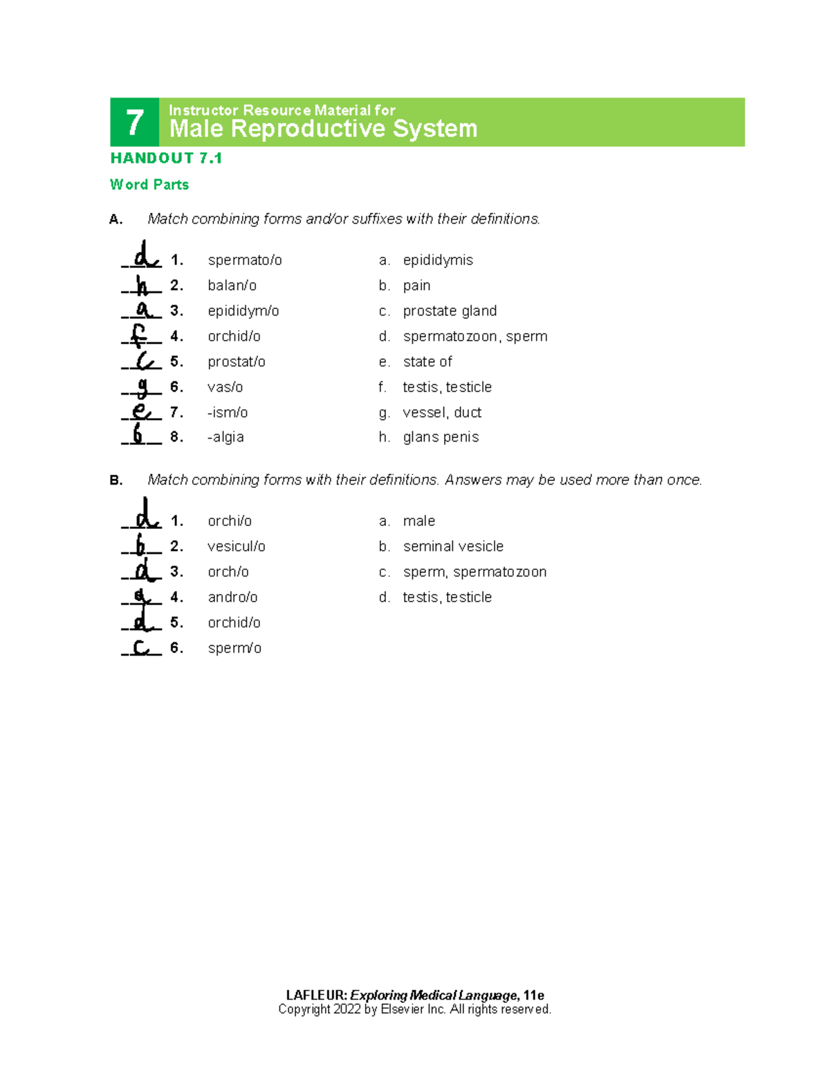 Ch 7 - Male Reproductive System: Instructor Resource Handouts - Studocu