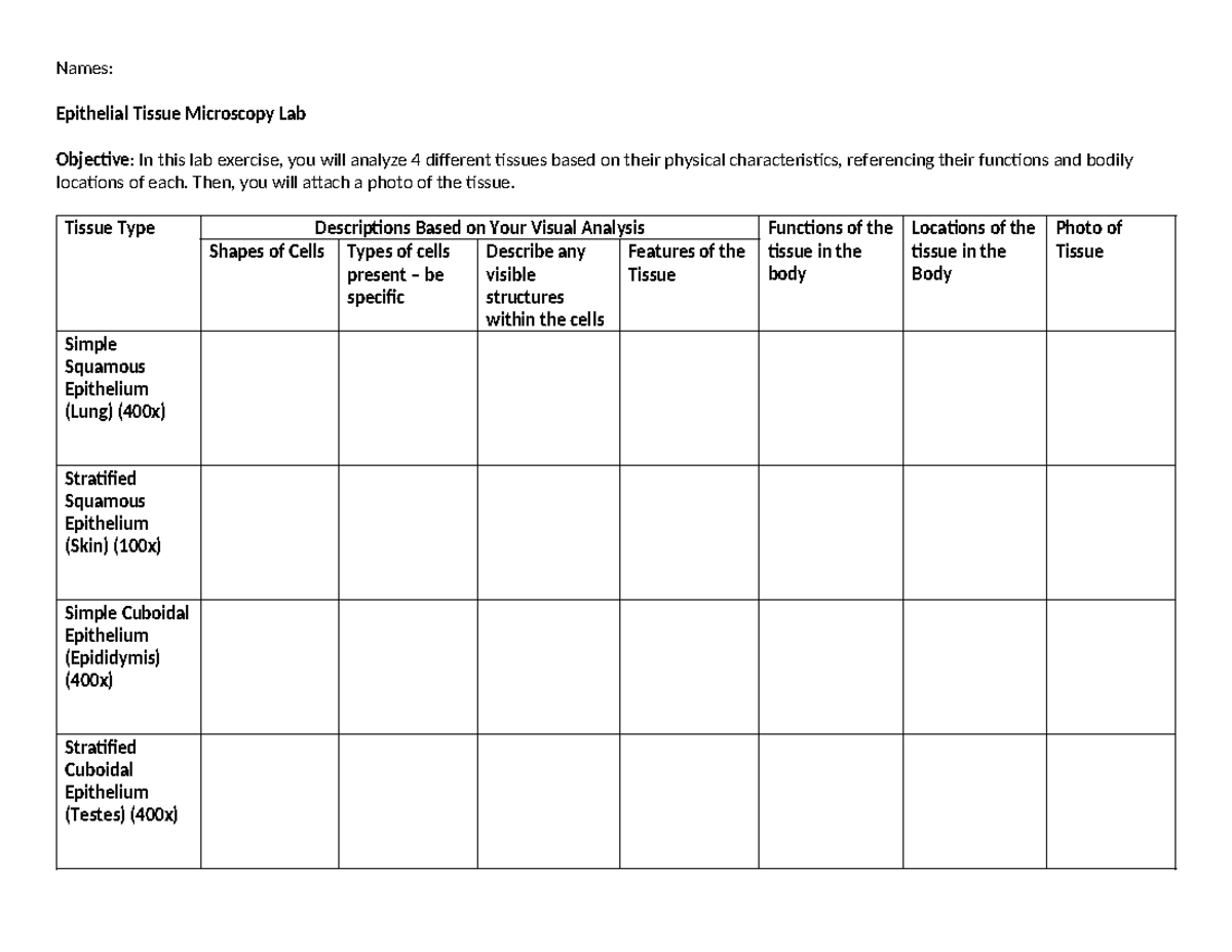 Epithelial Tissue Lab - Names: Epithelial Tissue Microscopy Lab ...