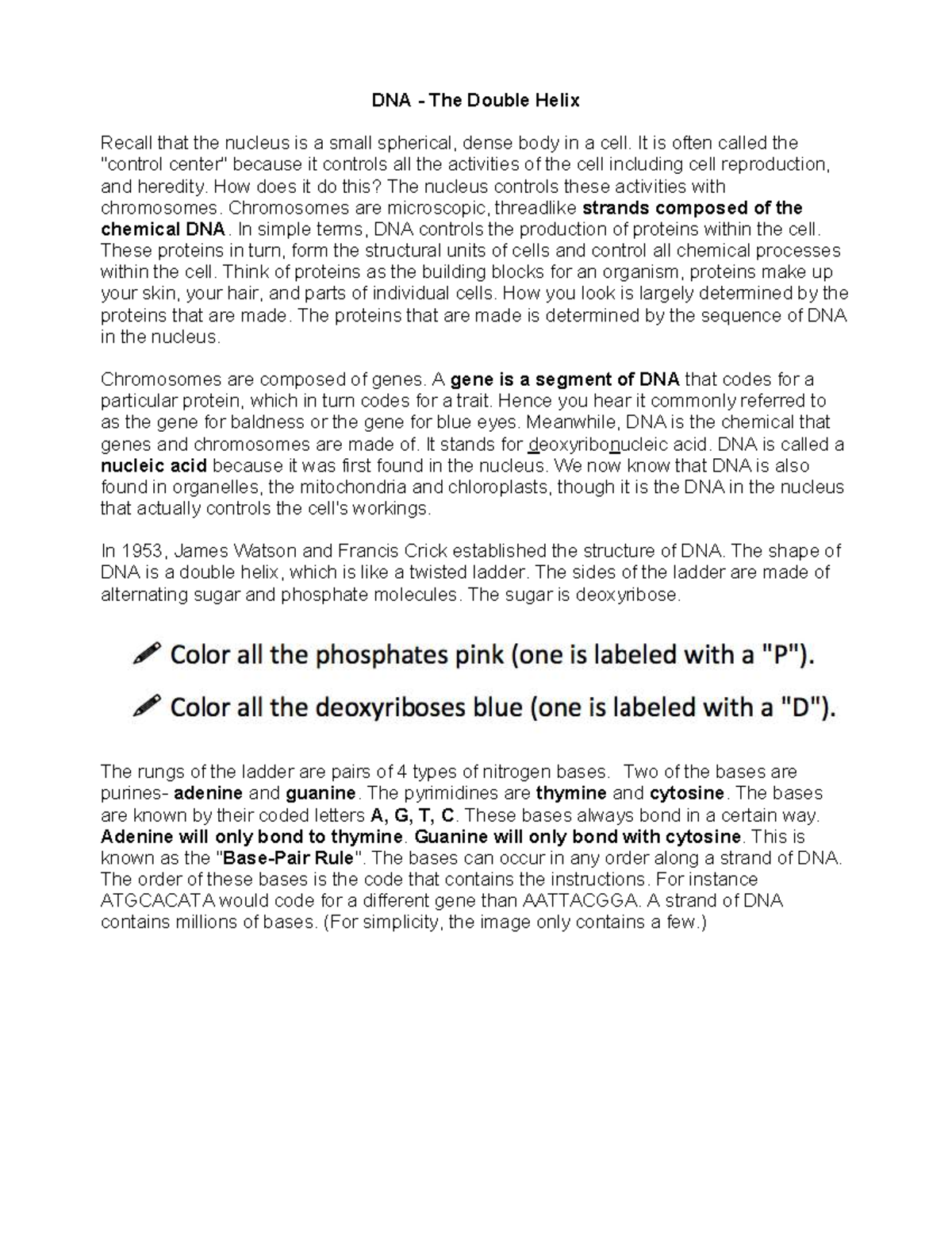 DNA Structure Worksheet: Understanding the Double Helix - Studocu