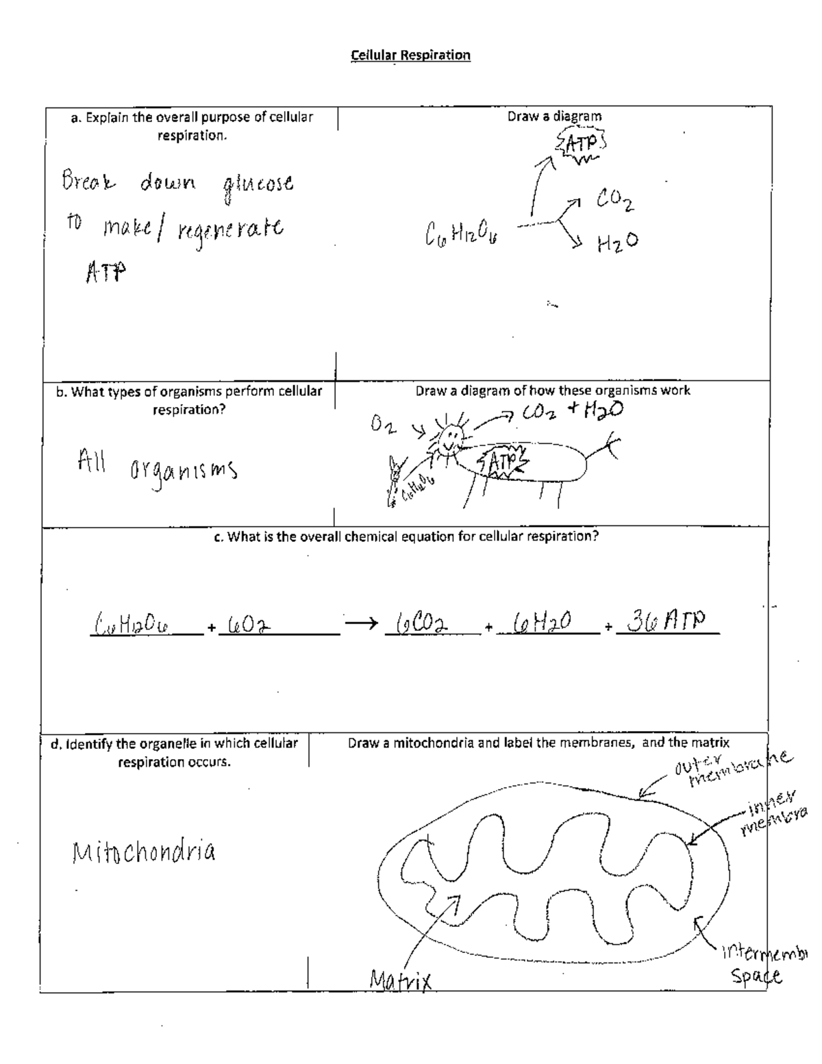 Cellular Respiration Practice KEYS - Cellular Respiration a. Explain ...